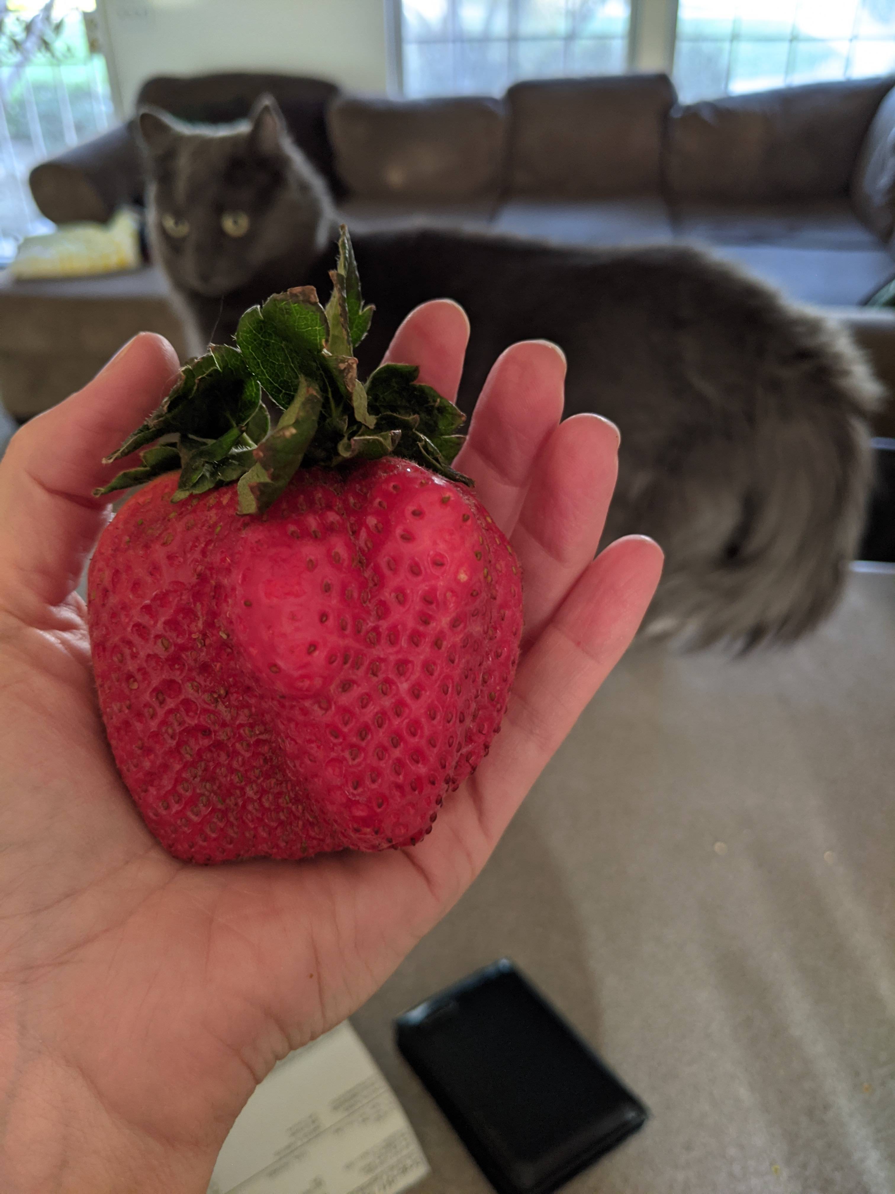 Roadside strawberry | Scrolller