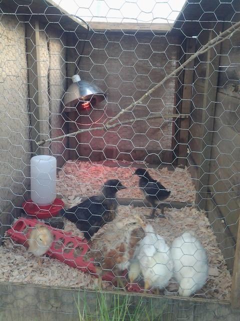 Roast chicken from scratch, begins! | Scrolller