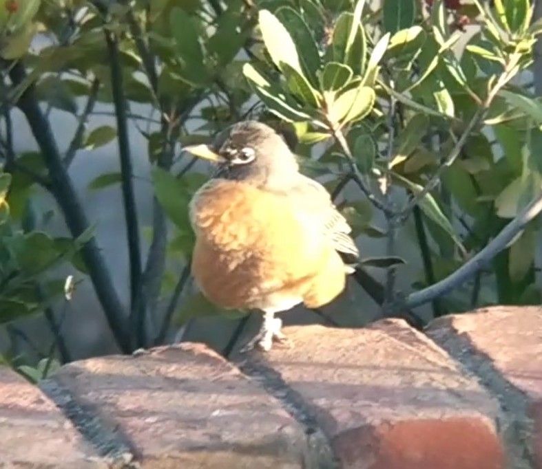 robin borb | Scrolller