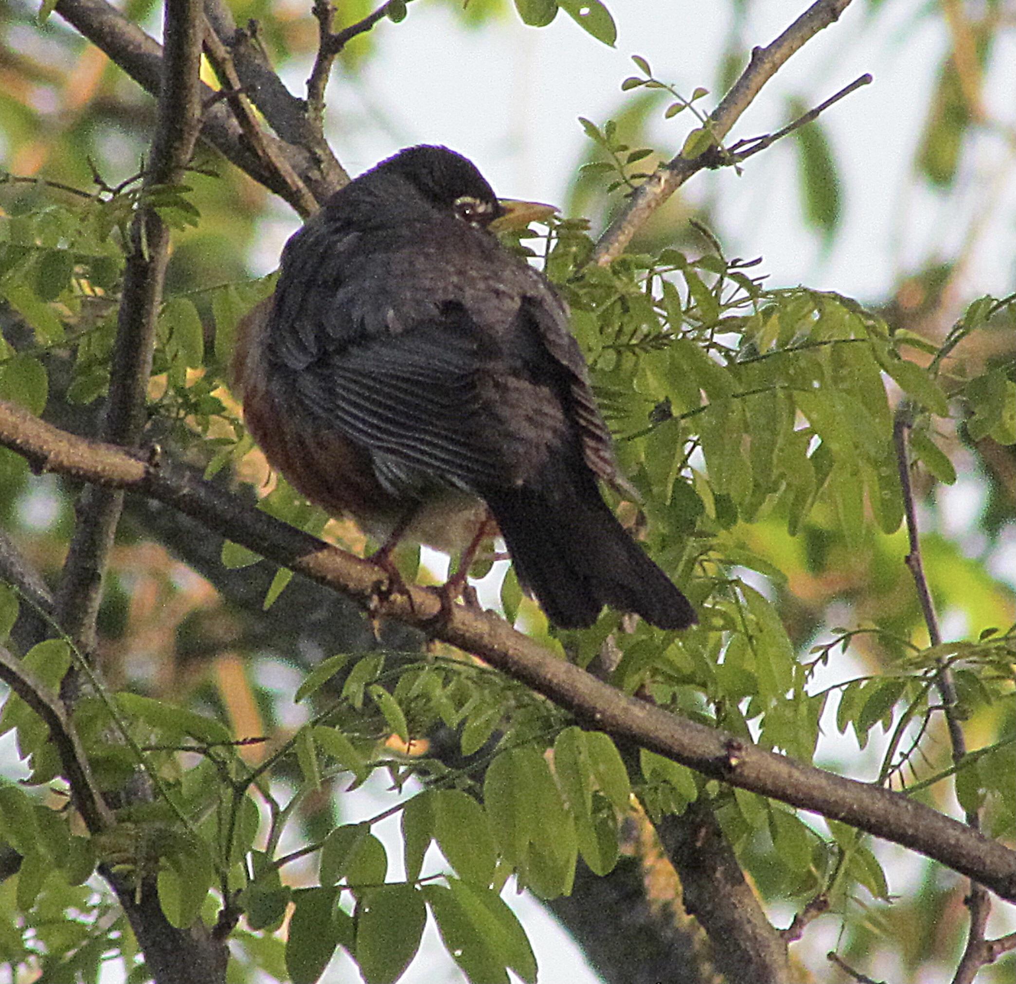 Robin borb...yearbook photo lol | Scrolller
