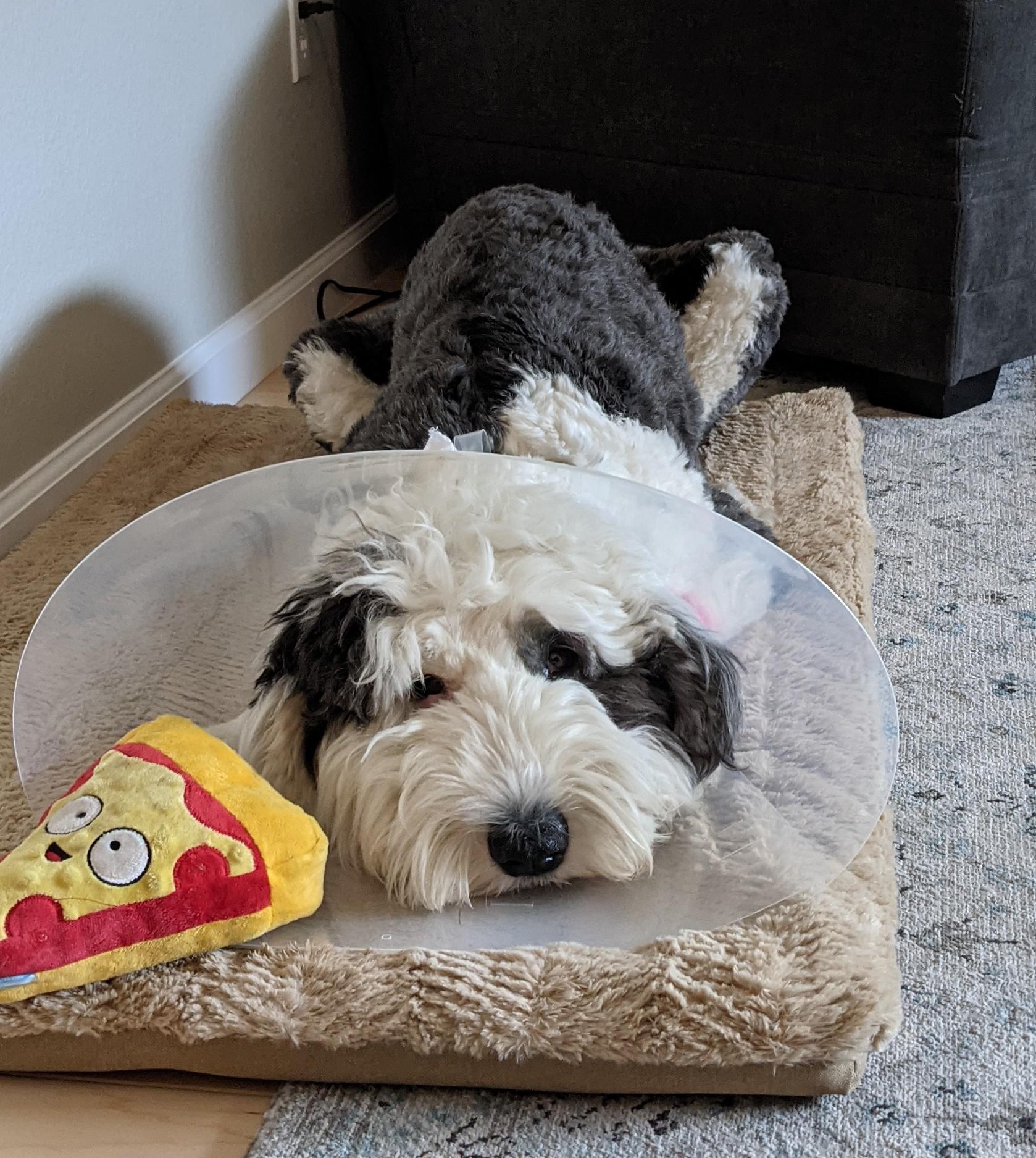 Rocking the cone of shame, but already plotting her return to romping! | Scrolller