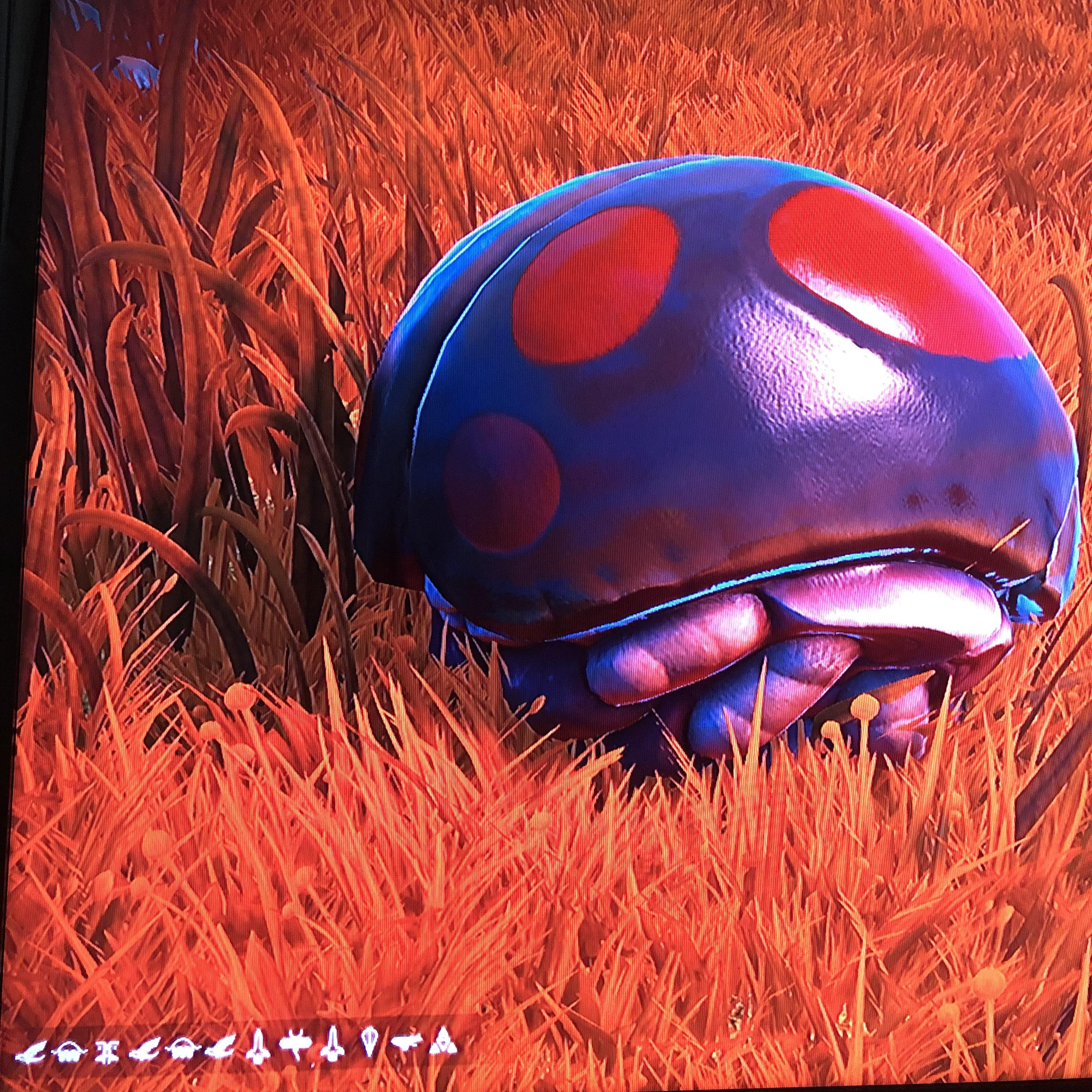 Rolling lady bug anyone? | Scrolller