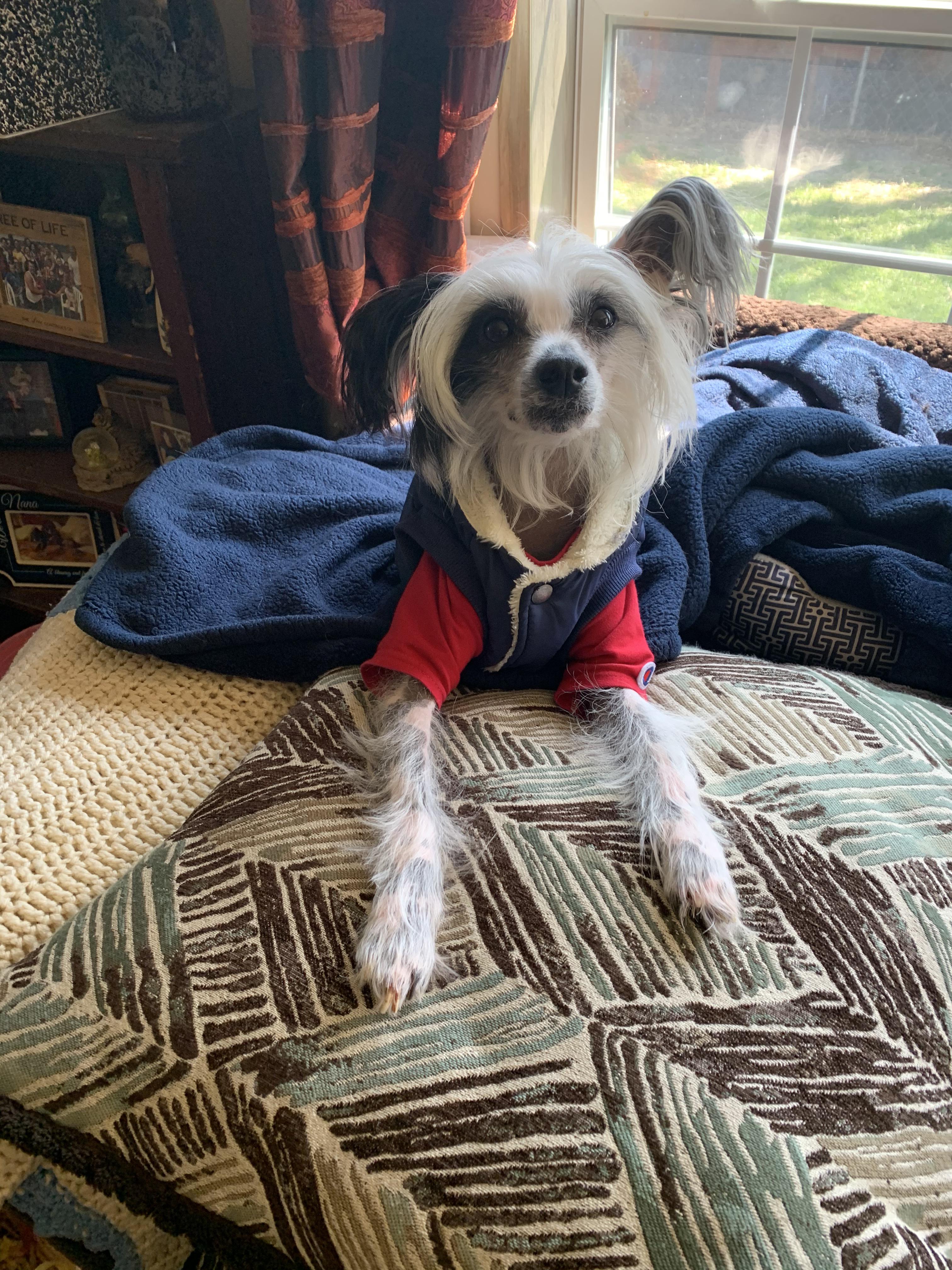 Romeo looks so cute in his new coat. | Scrolller