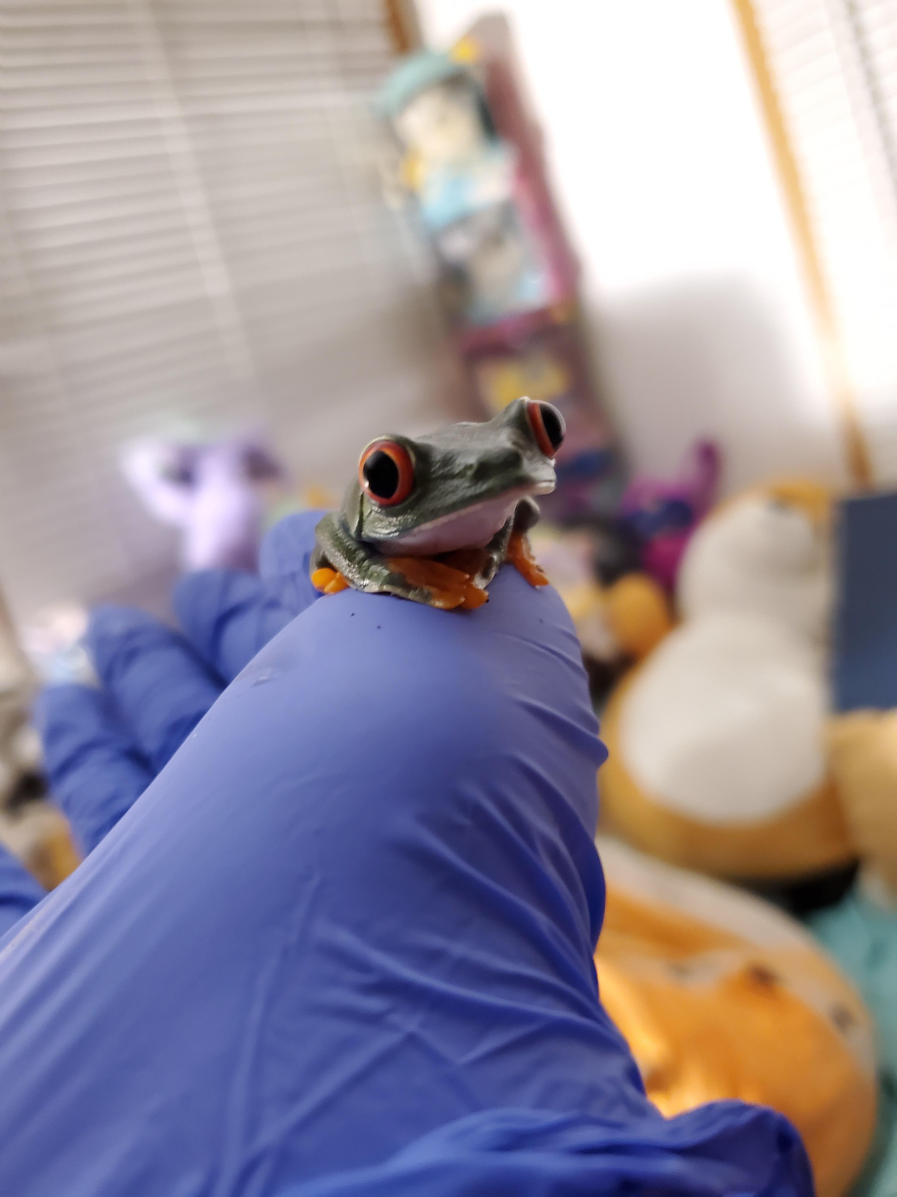 Roody the red eyed tree frog! | Scrolller