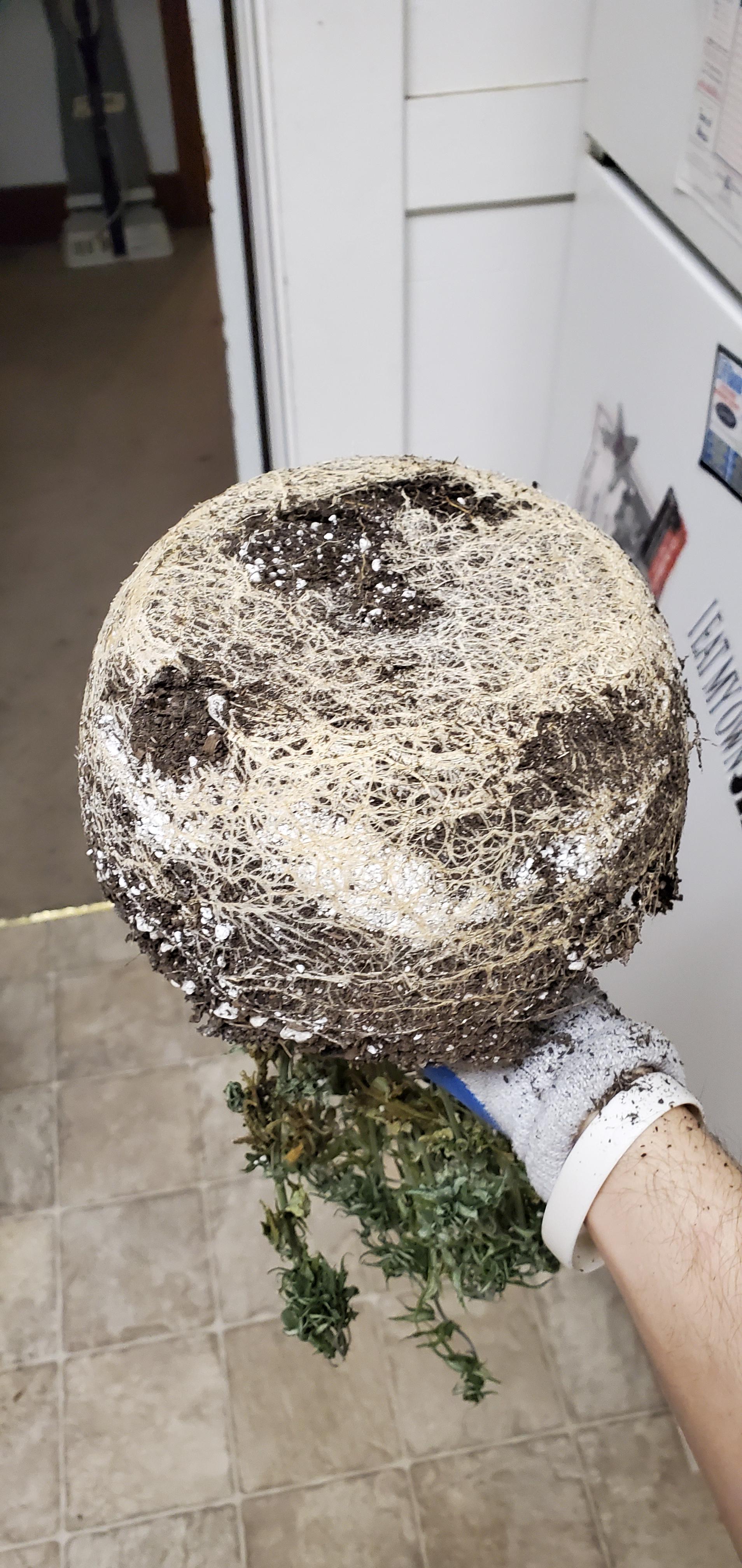 Root porn of a male i let die | Scrolller