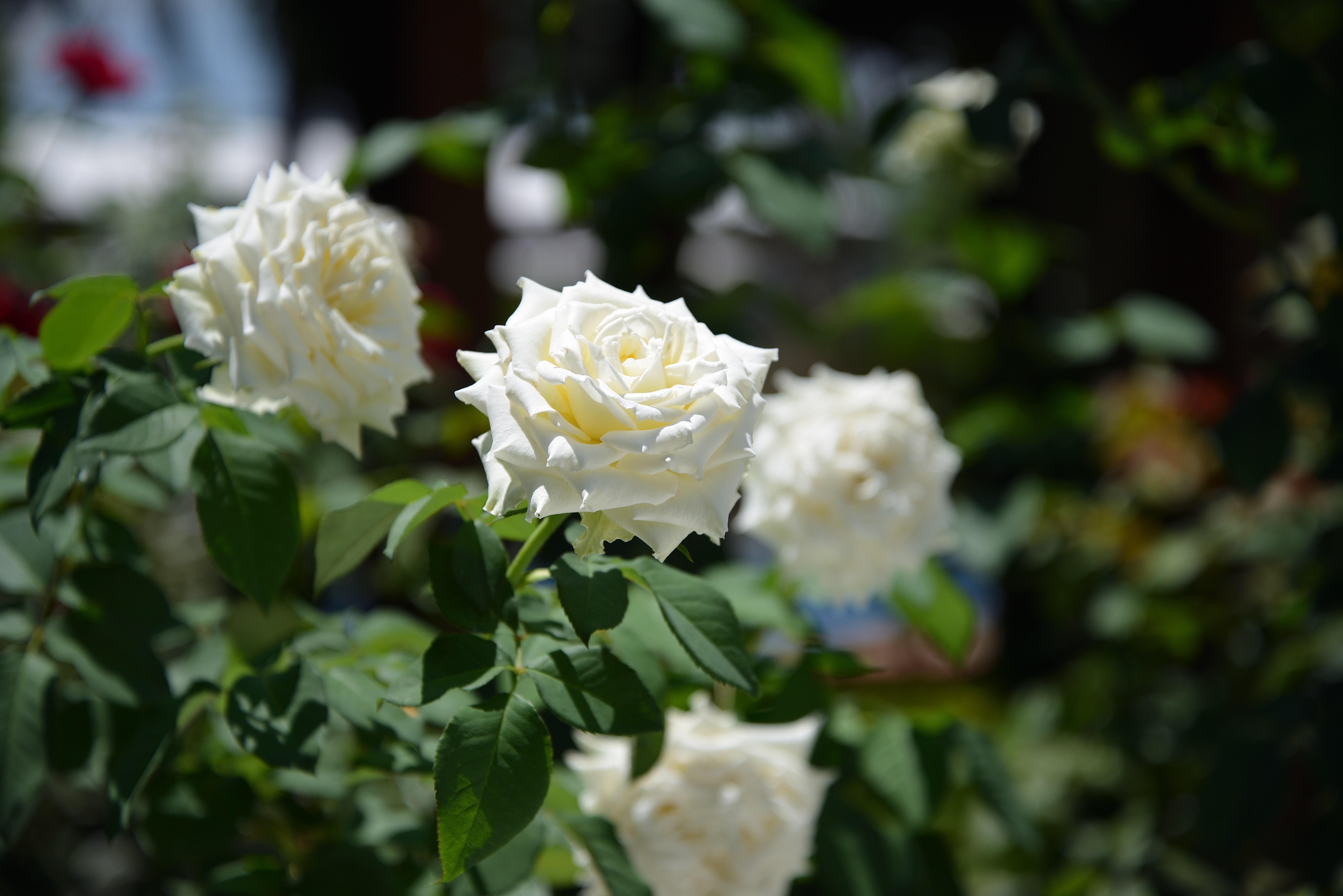 Roses at home | Scrolller