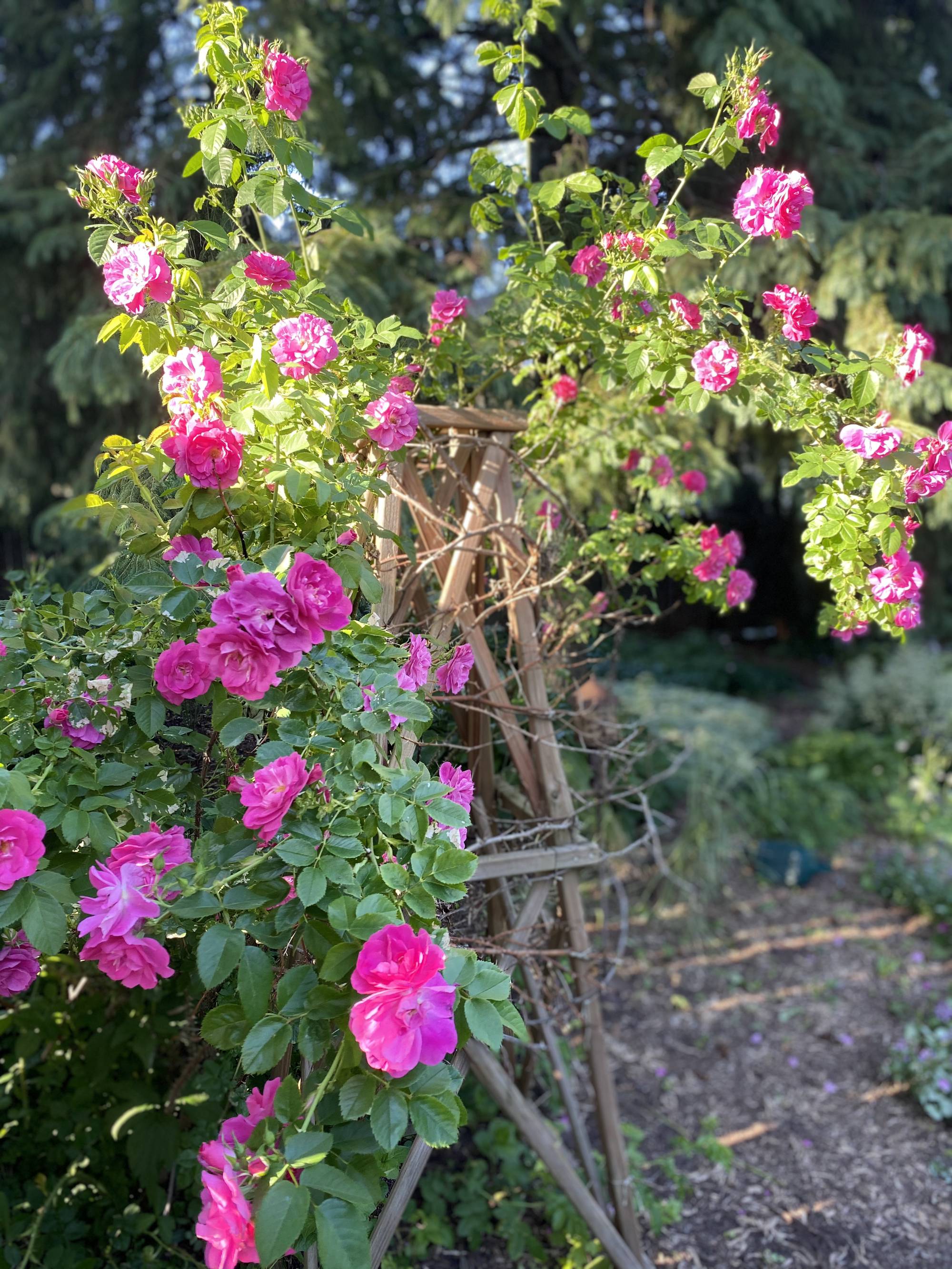 Roses climbing the trellis my partner built | Scrolller