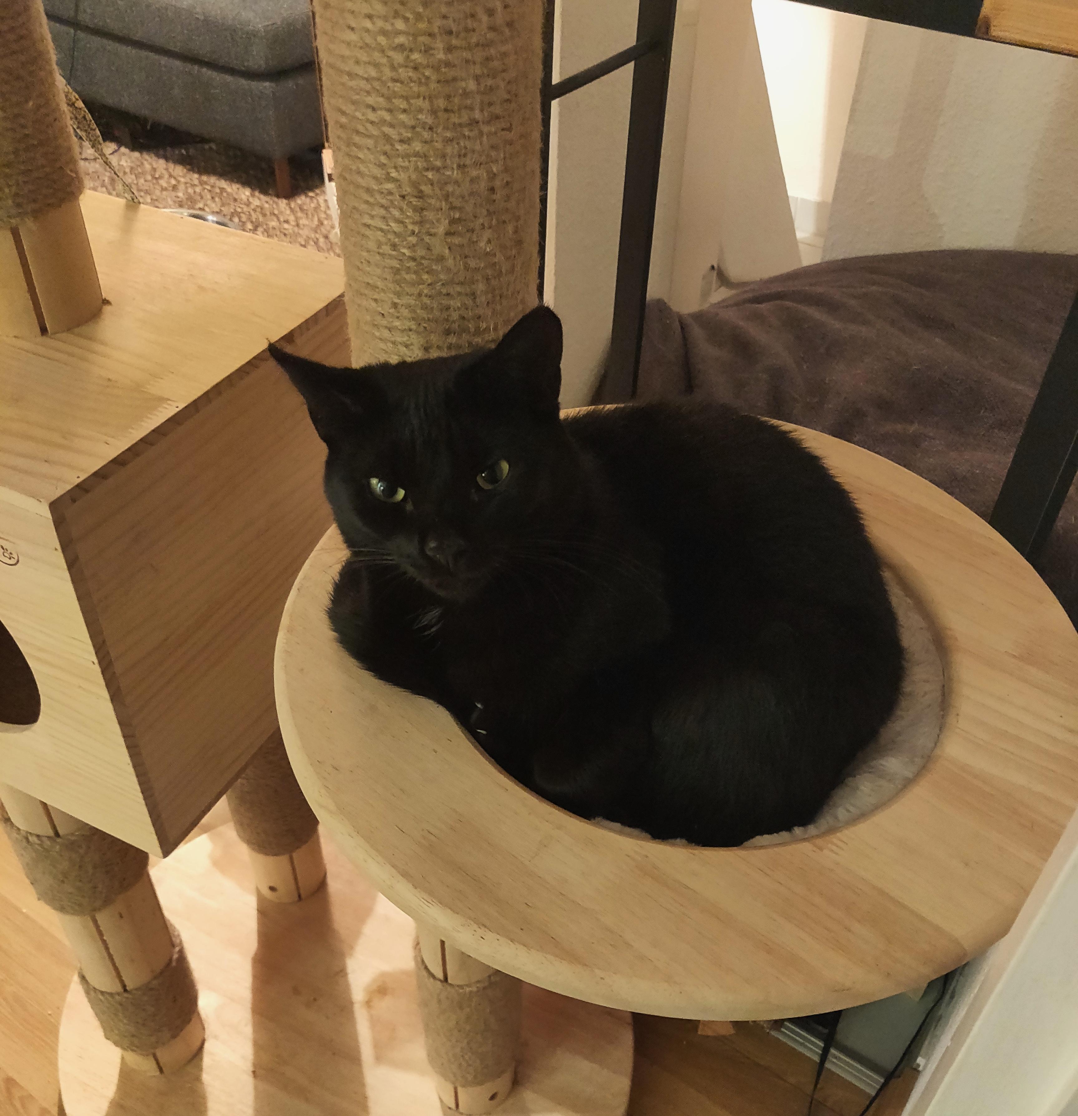 Round fluffy void | Scrolller