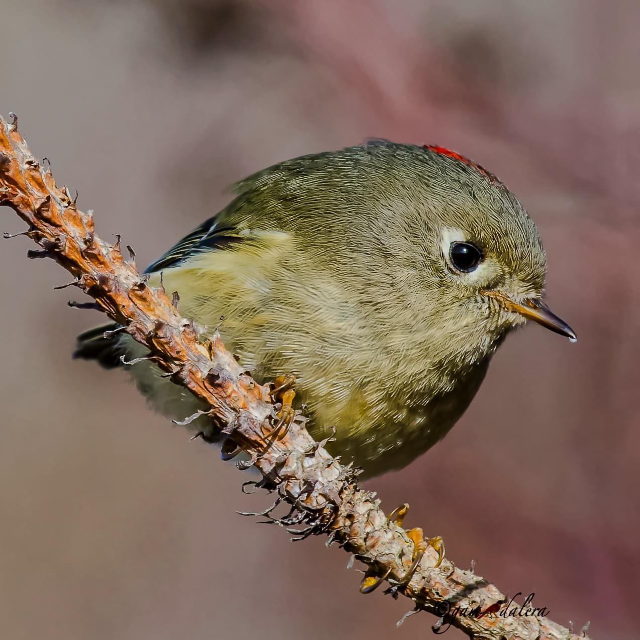 Ruby crowned kinglet, PNW, 3/8/21 | Scrolller