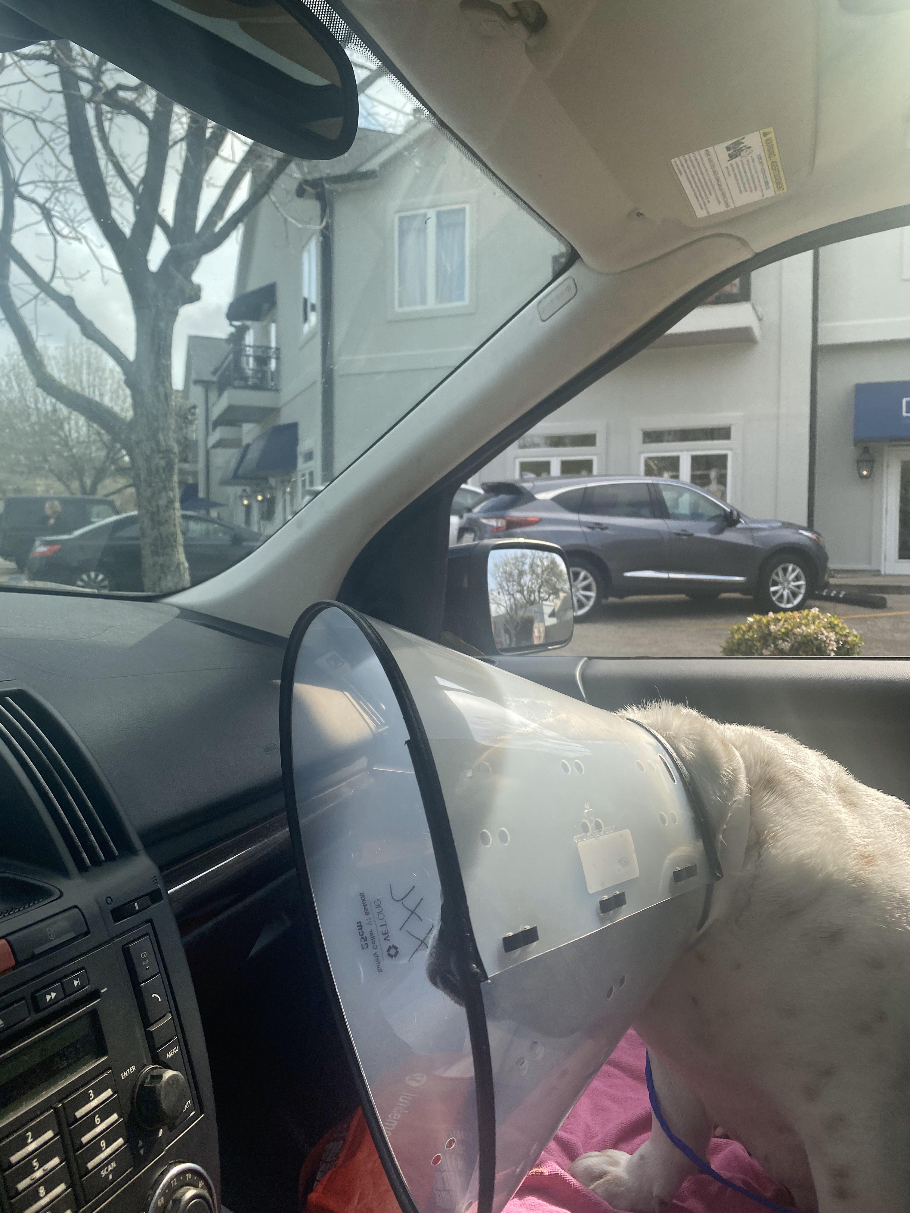 Ruff Day | Scrolller