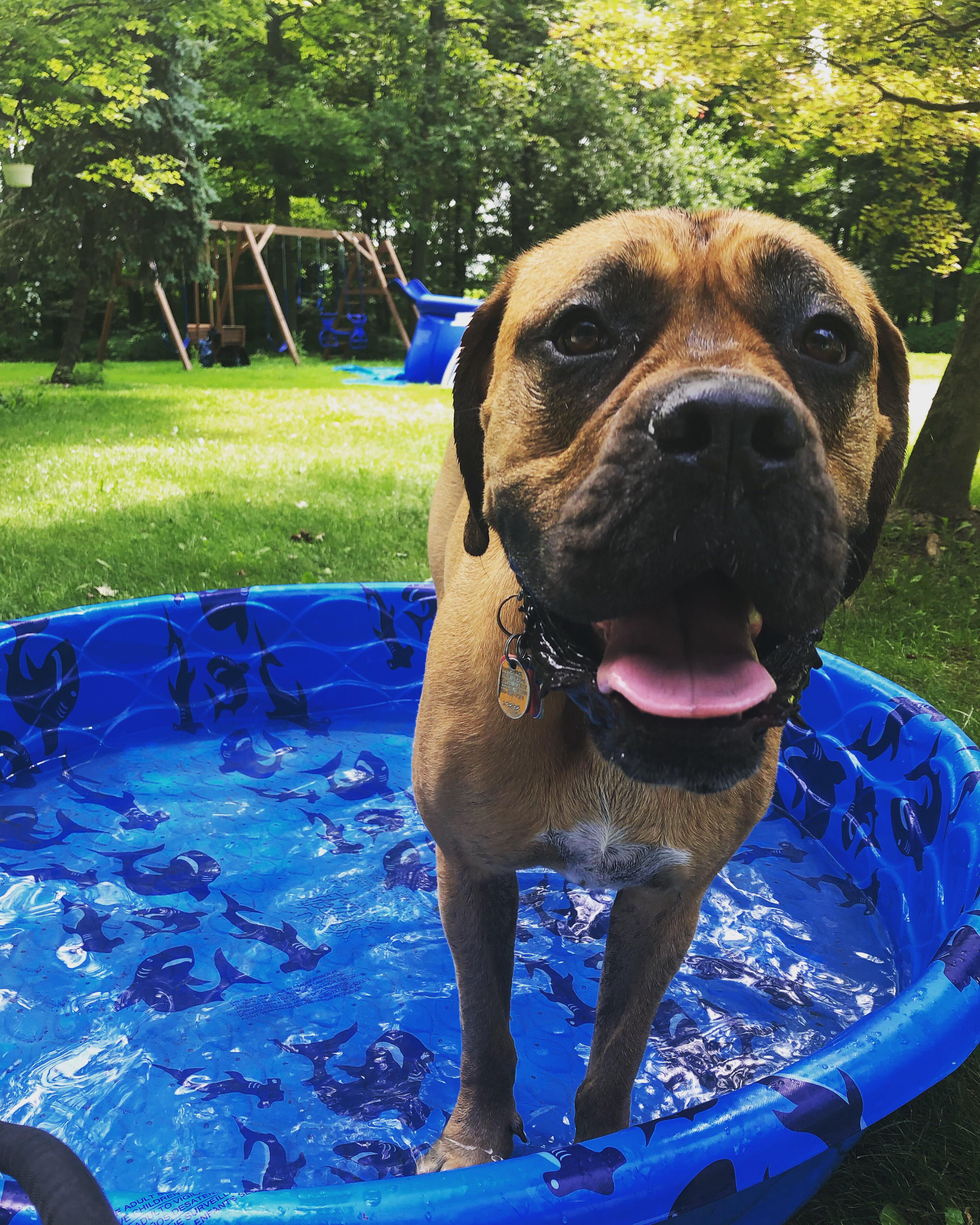 Ruff day at the pool | Scrolller