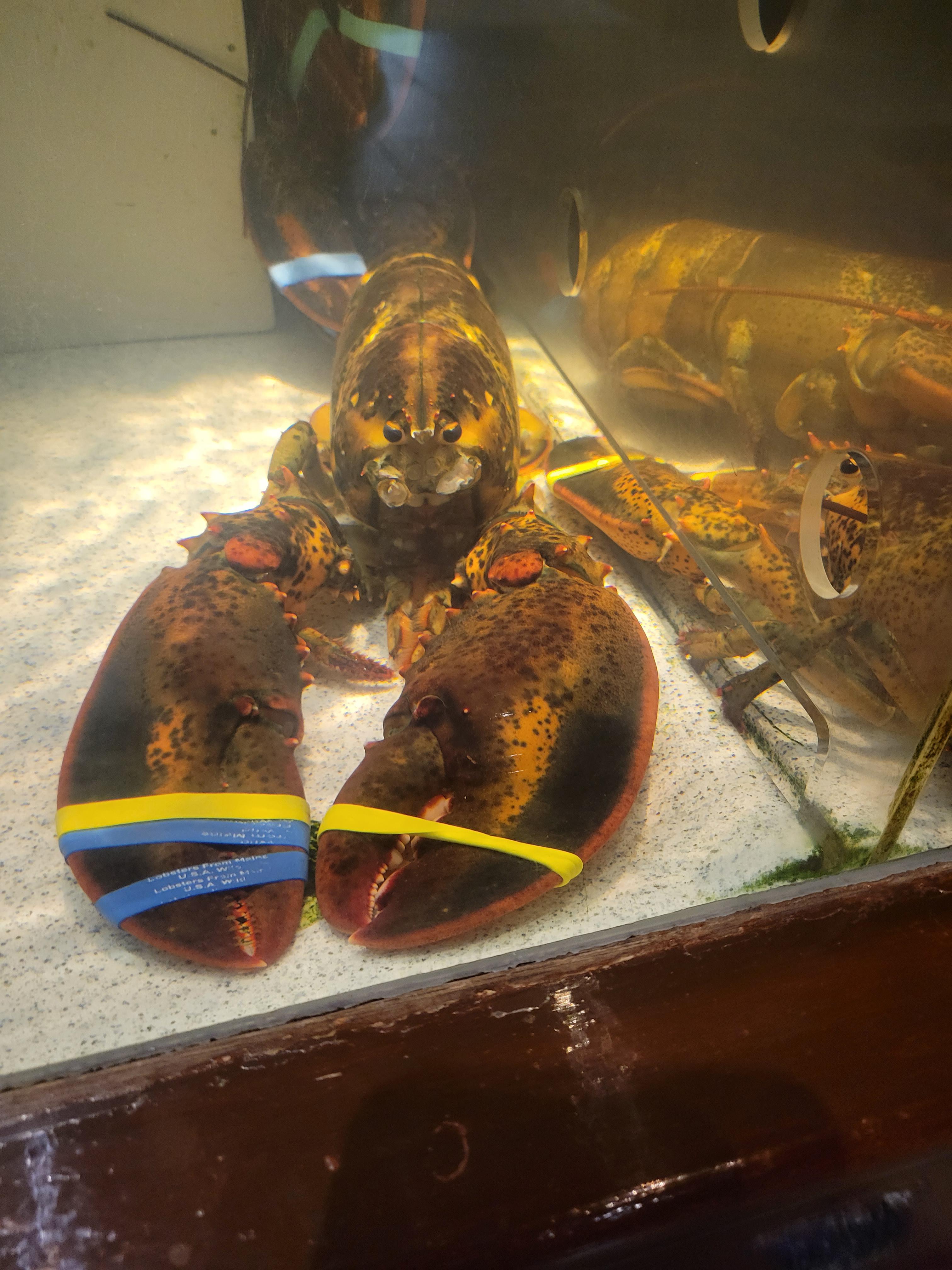 Rule (lobster) | Scrolller