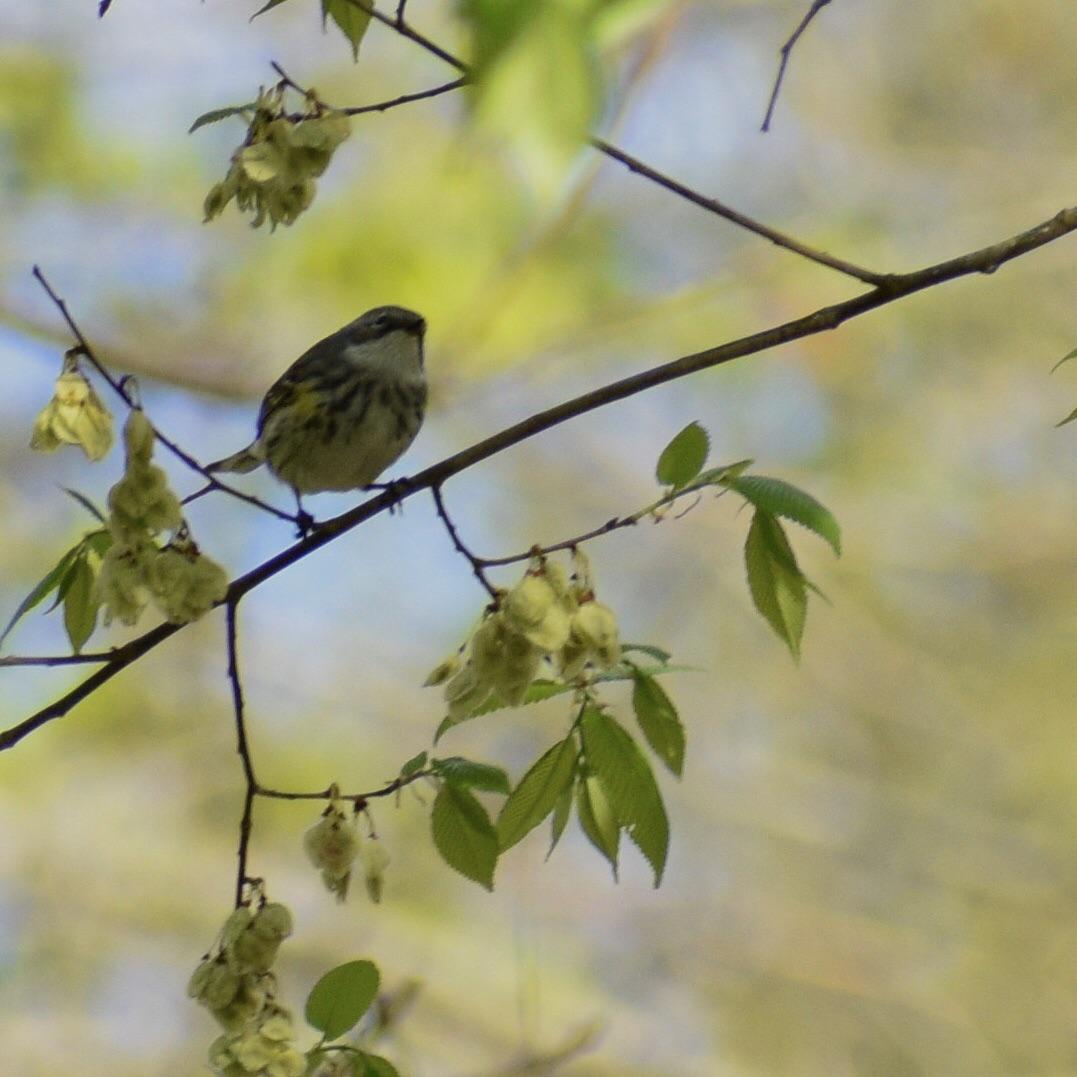 Rumped Borb | Scrolller