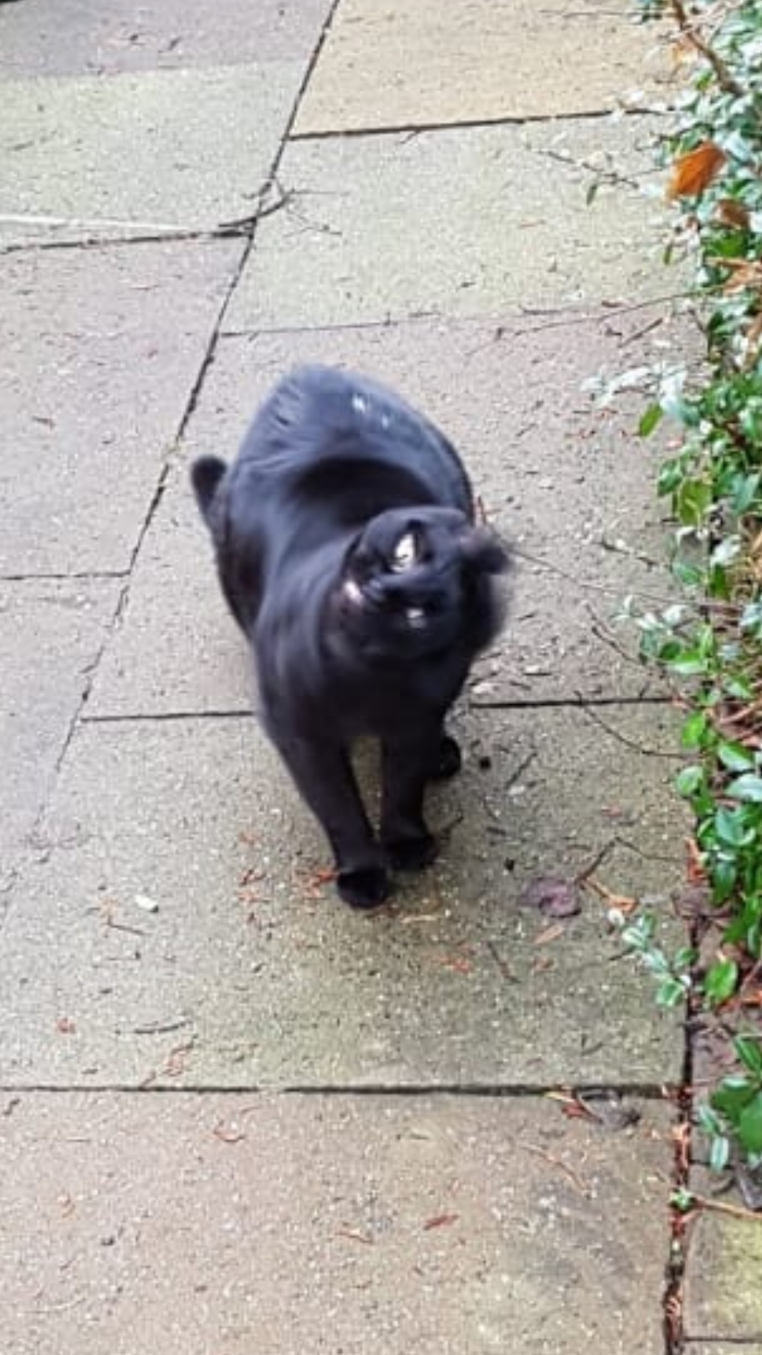 Low speed drill | Scrolller