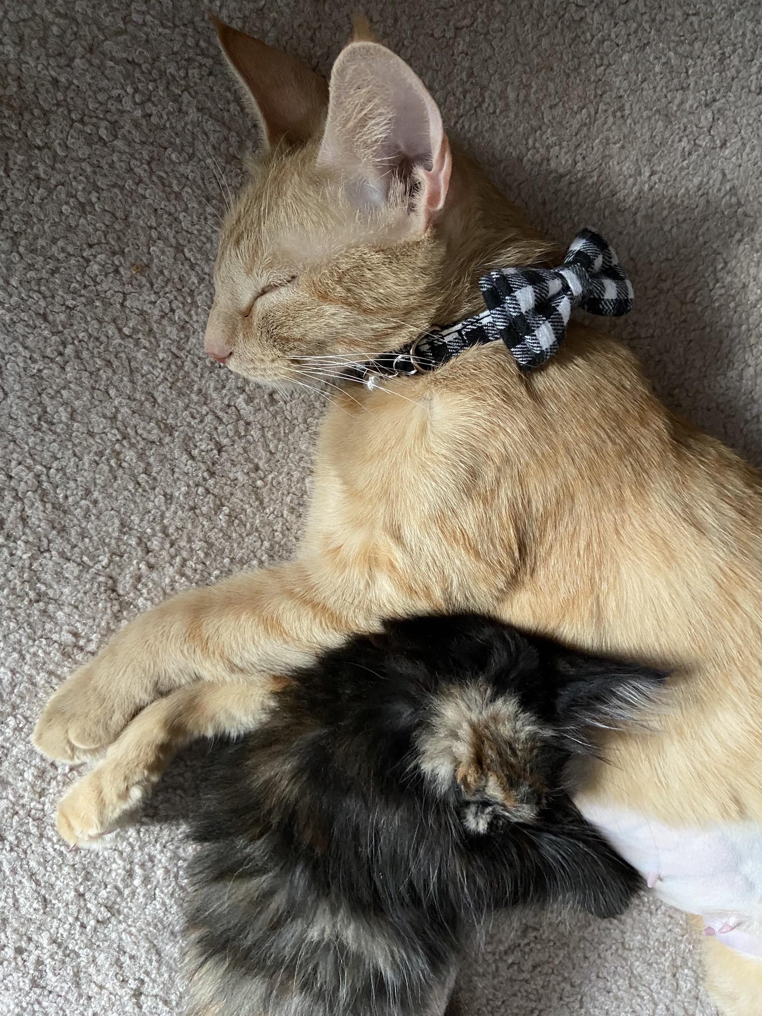 Sadie and Stormy | Scrolller