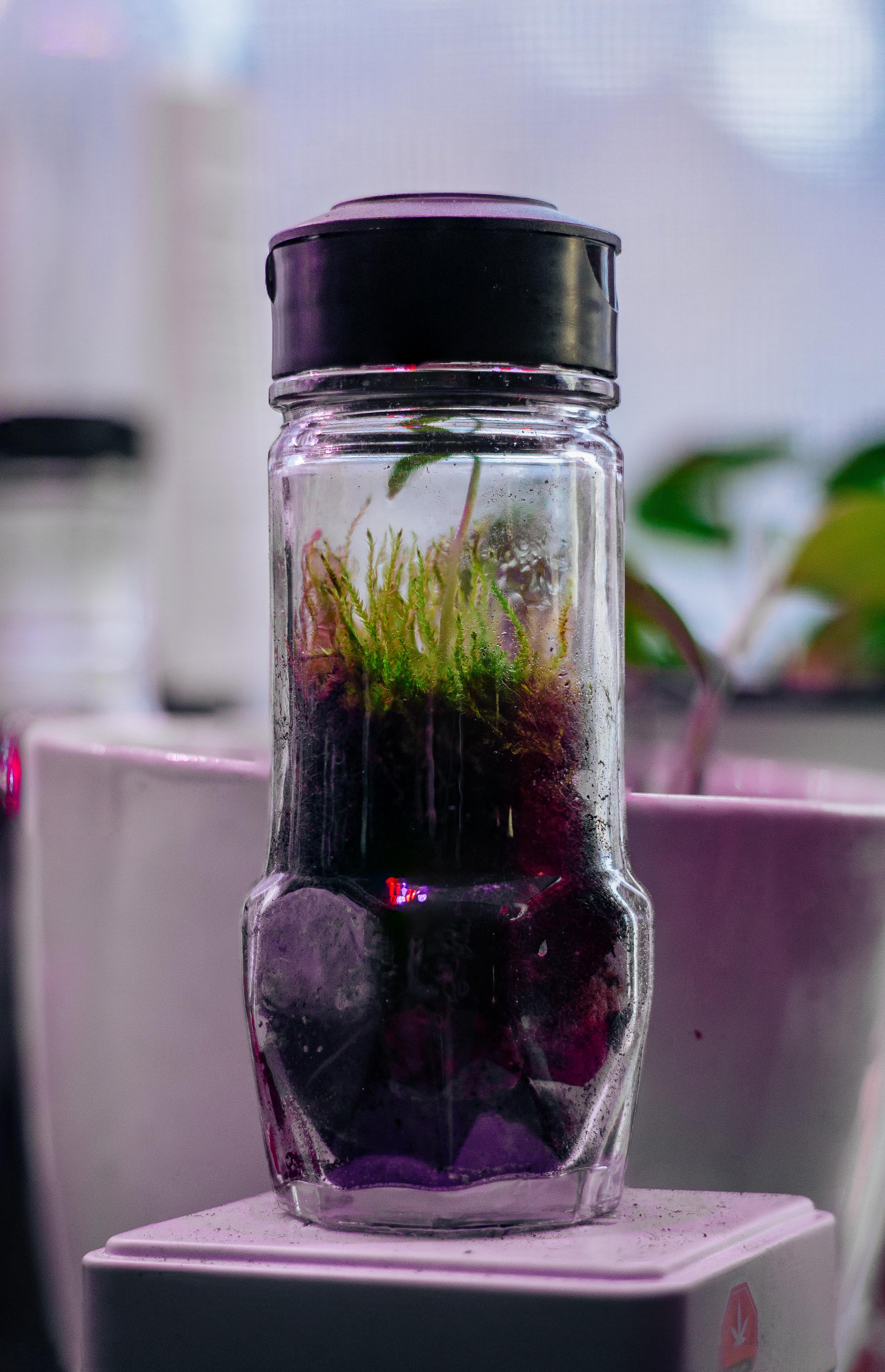 Salt Shaker Sealed Mini-Terrarium | Scrolller