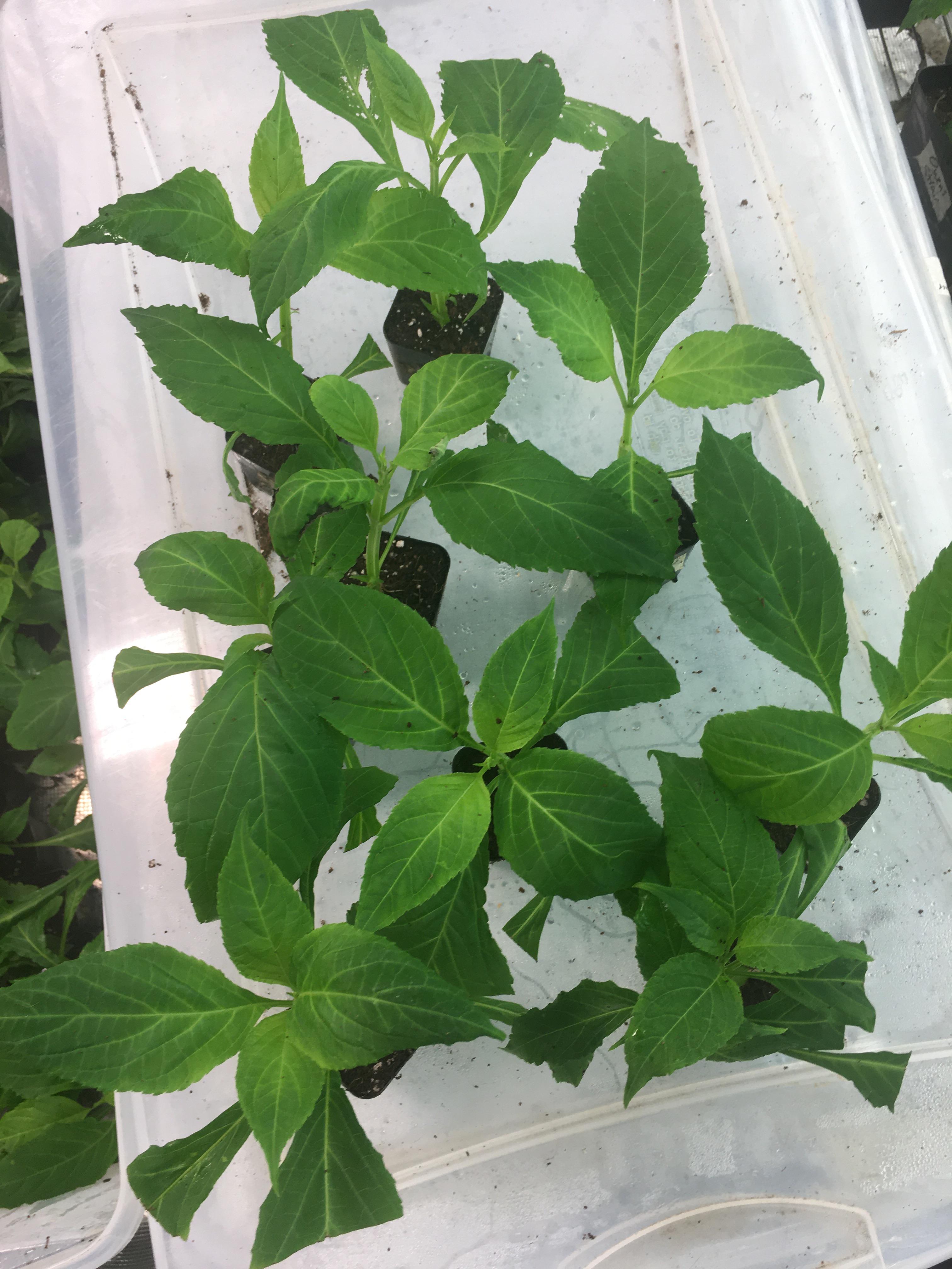 Salvia divinorum plants | Scrolller