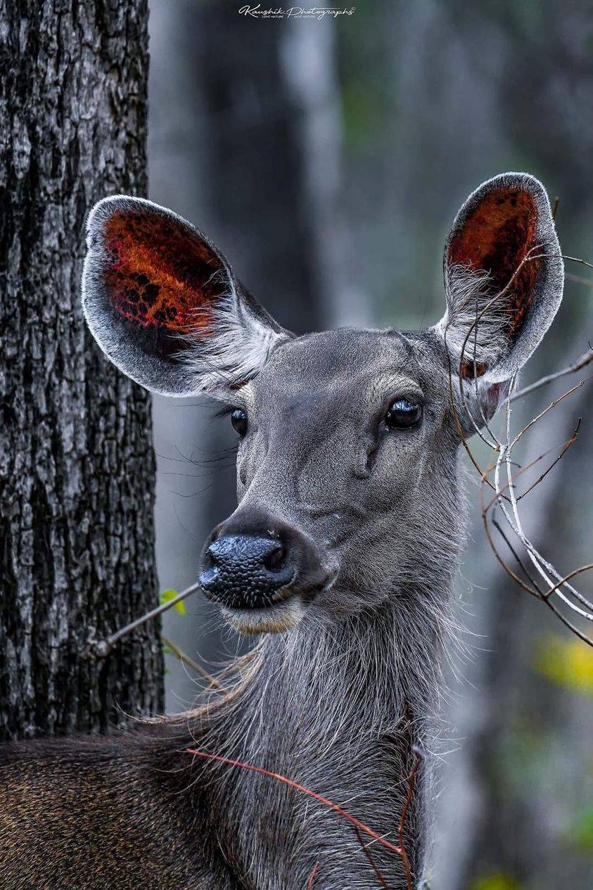 🔥 Sambar Deer | Scrolller