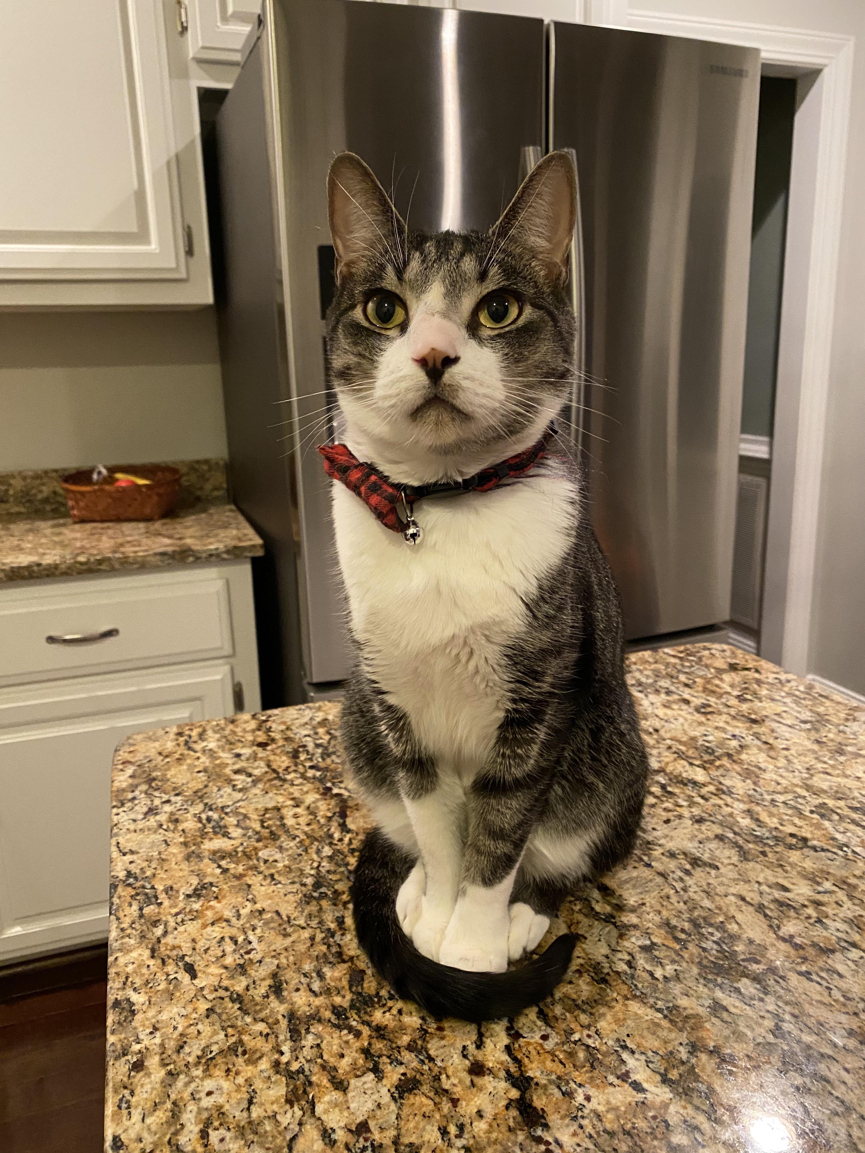 Sammy always has his bow tie on because he’s a dapper fellow. Tonight though, I cannot get over ...