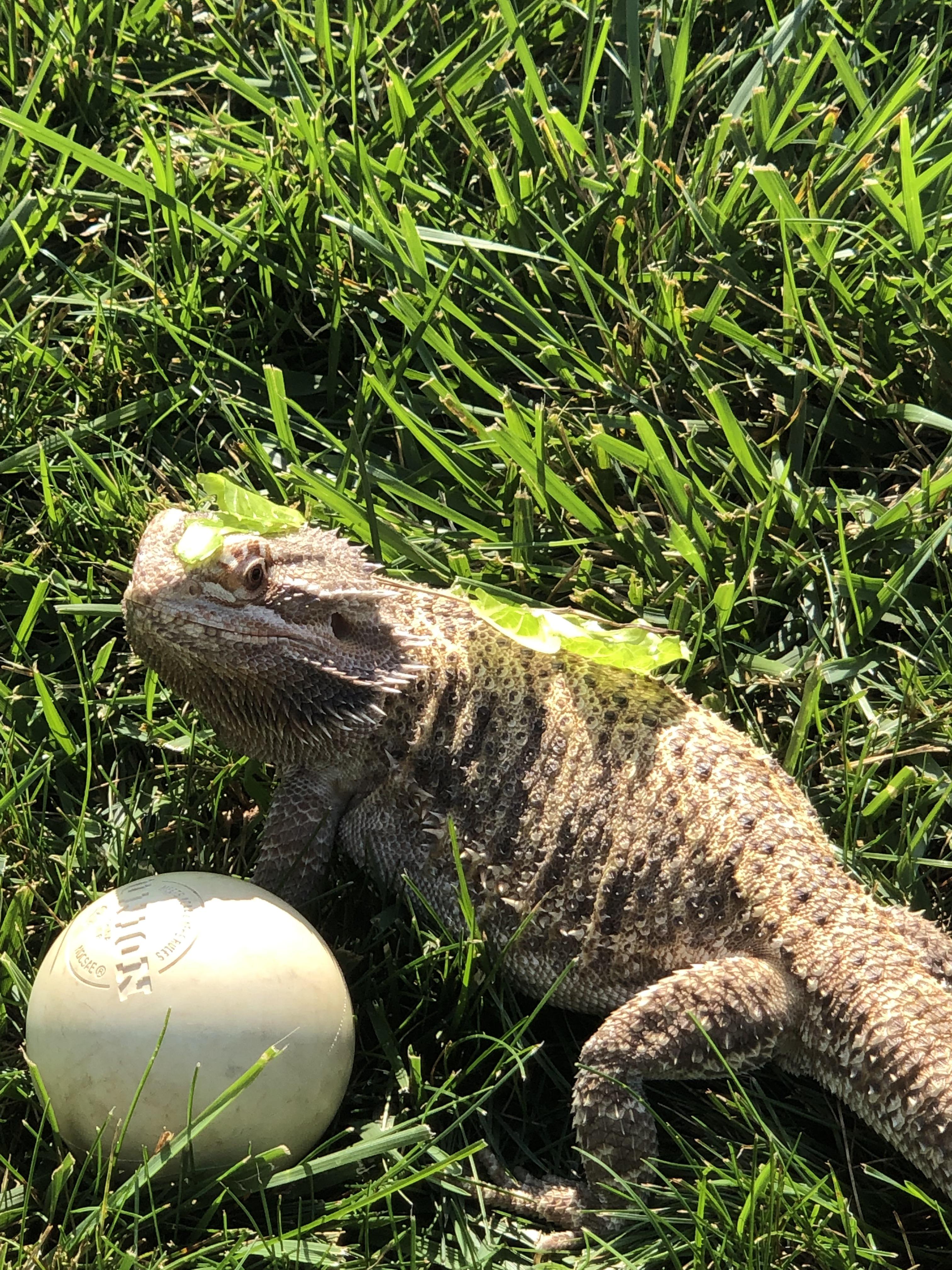 Sammy with a ball | Scrolller