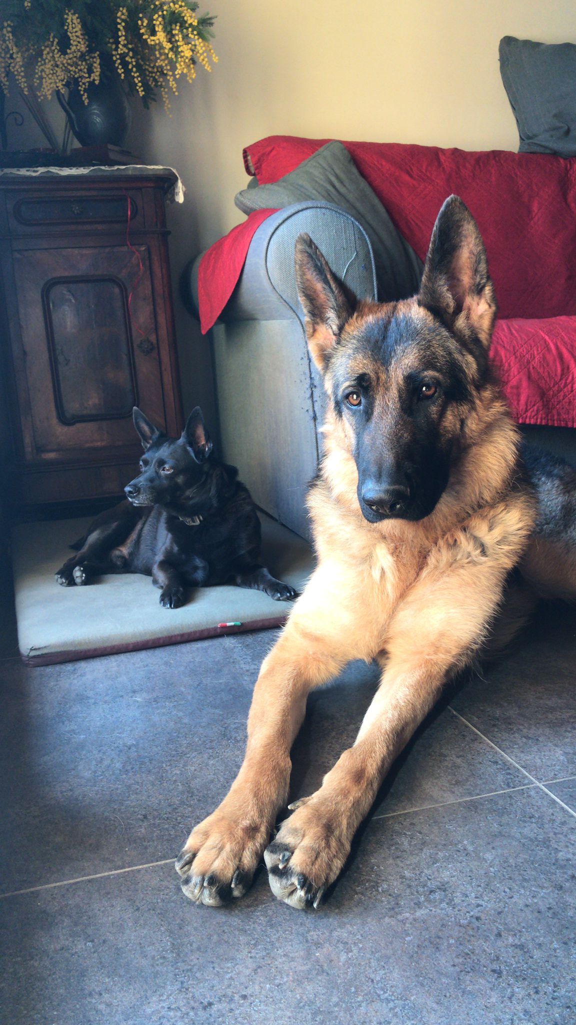 Sansa and her tiny friend Attila | Scrolller