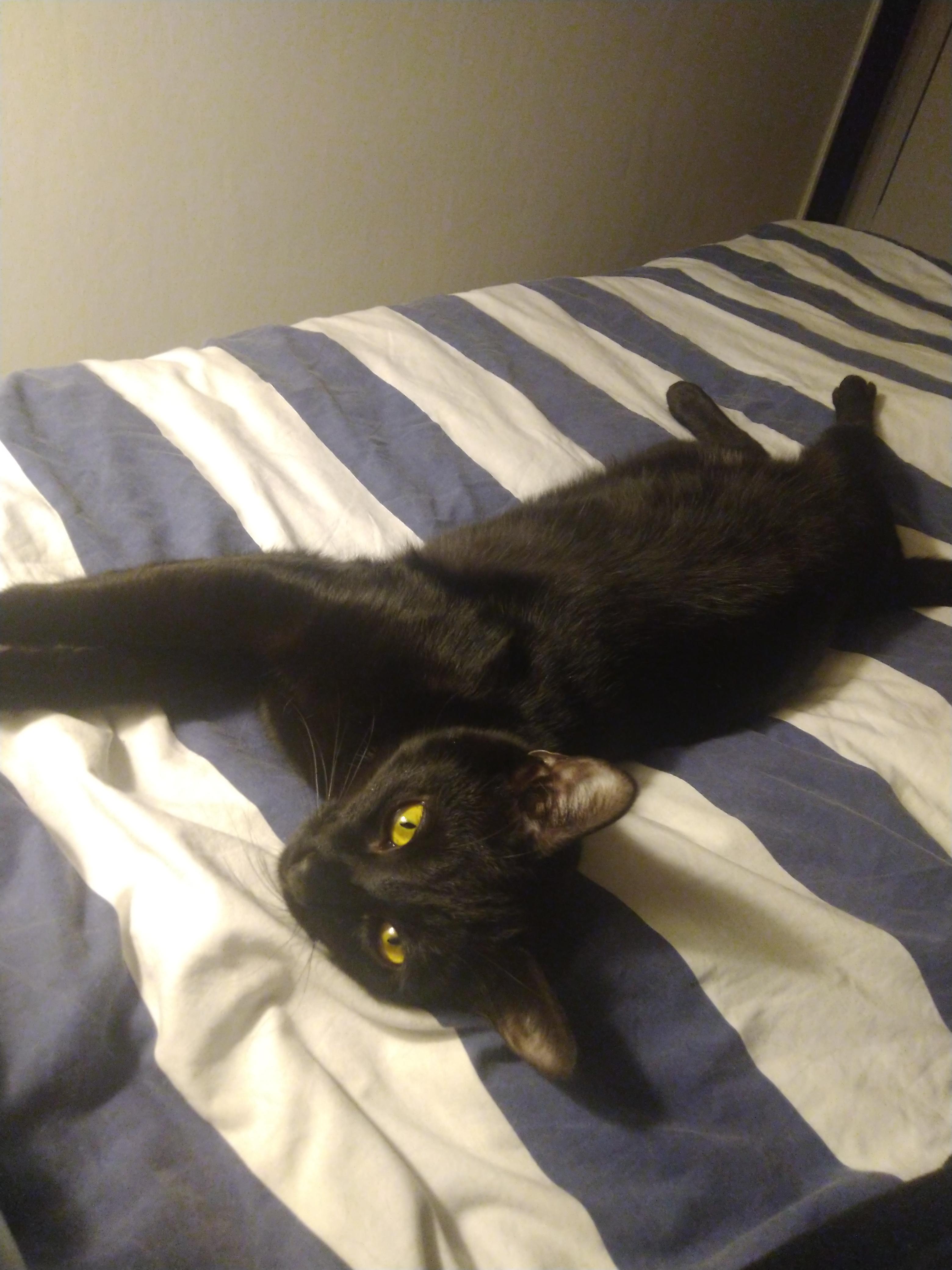 Sauron : the big terrifying cat | Scrolller