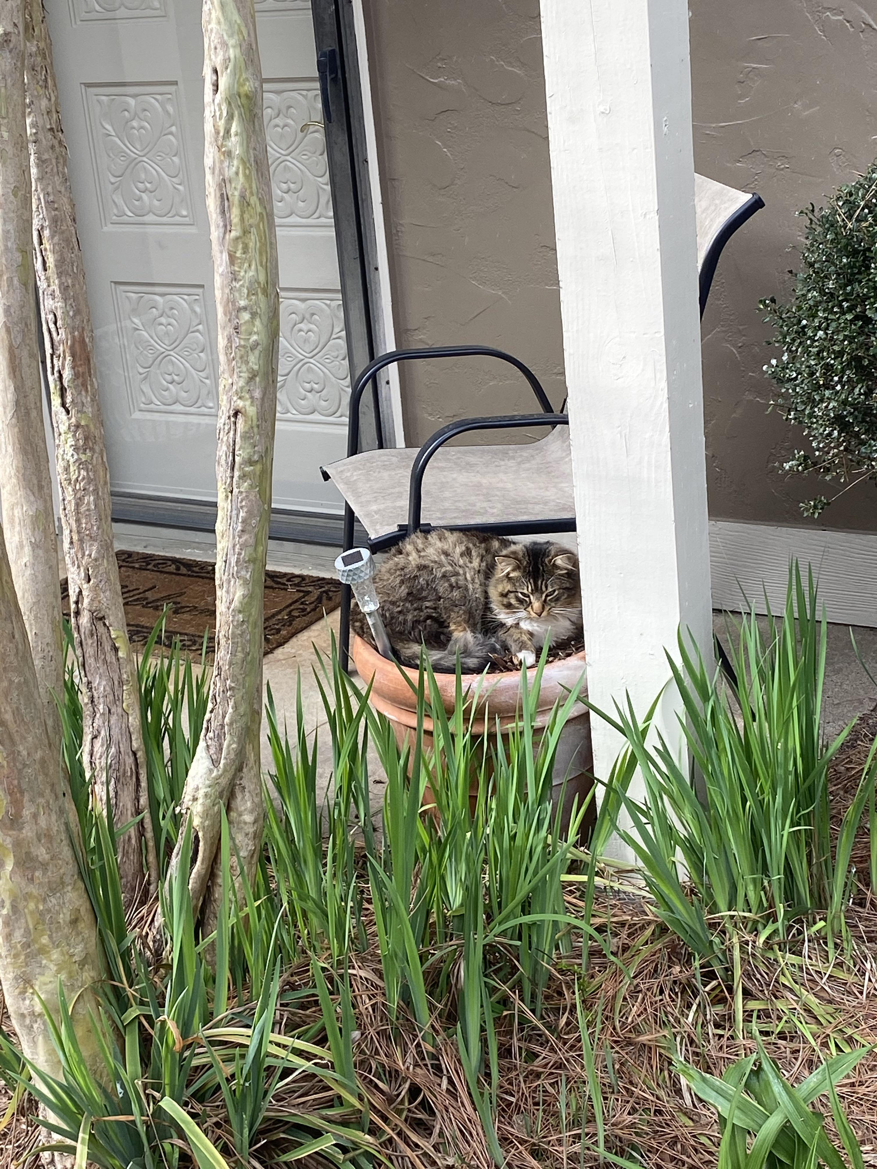 Saw this lil guy today | Scrolller