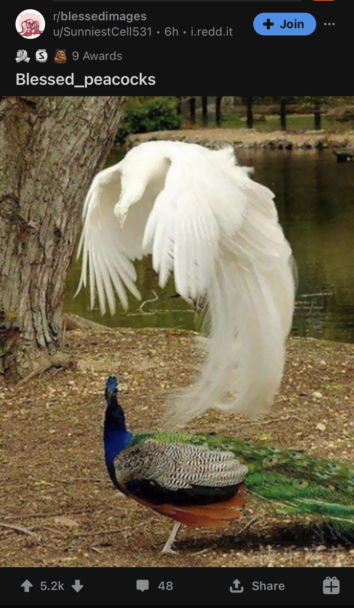 Saw this on r/blessedimages, guess the peacock beat the dungeon | Scrolller