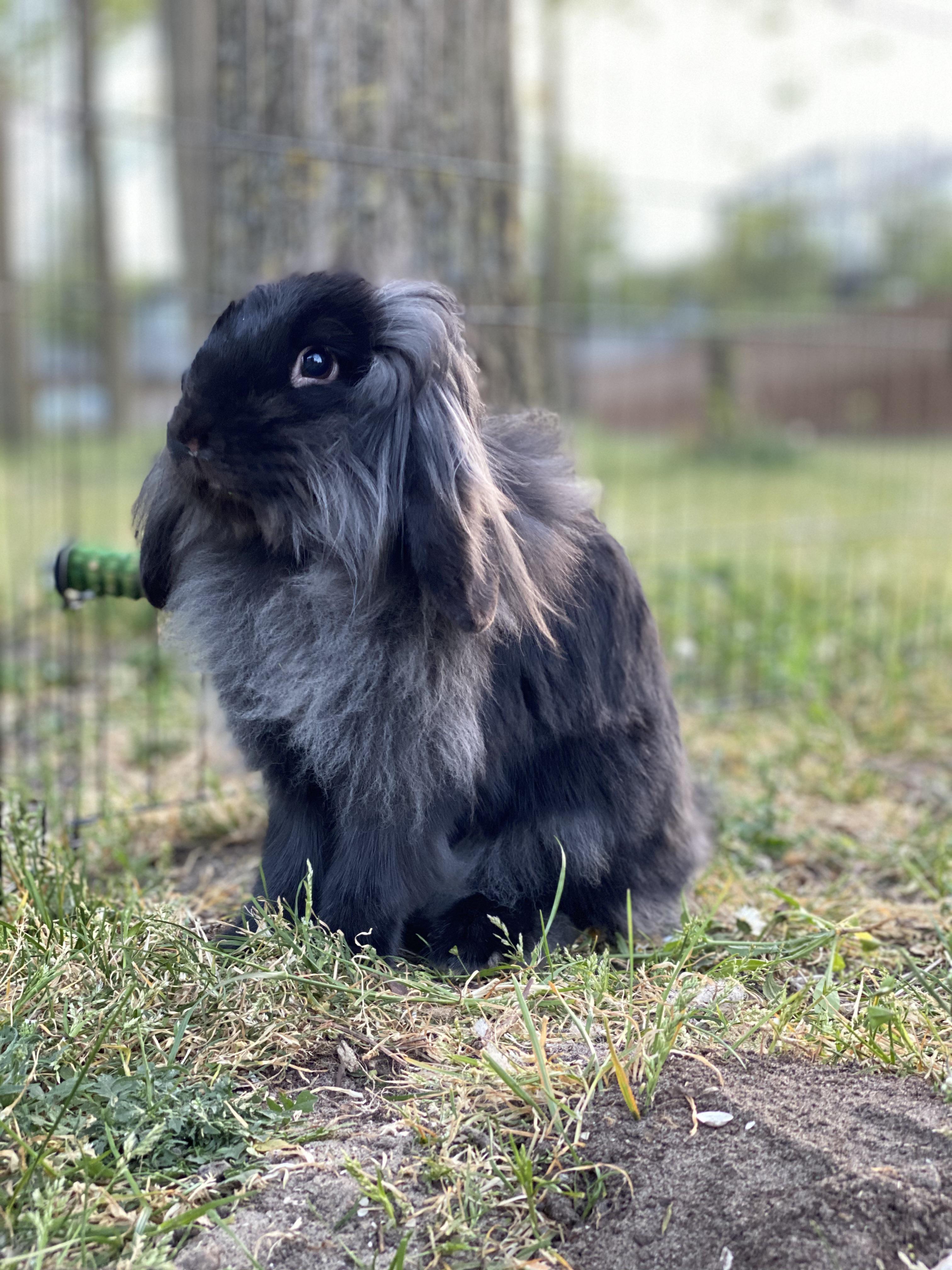 Discover more like Rabbits: Say hi to Molly! 😊 @crumblesandmolly and ...