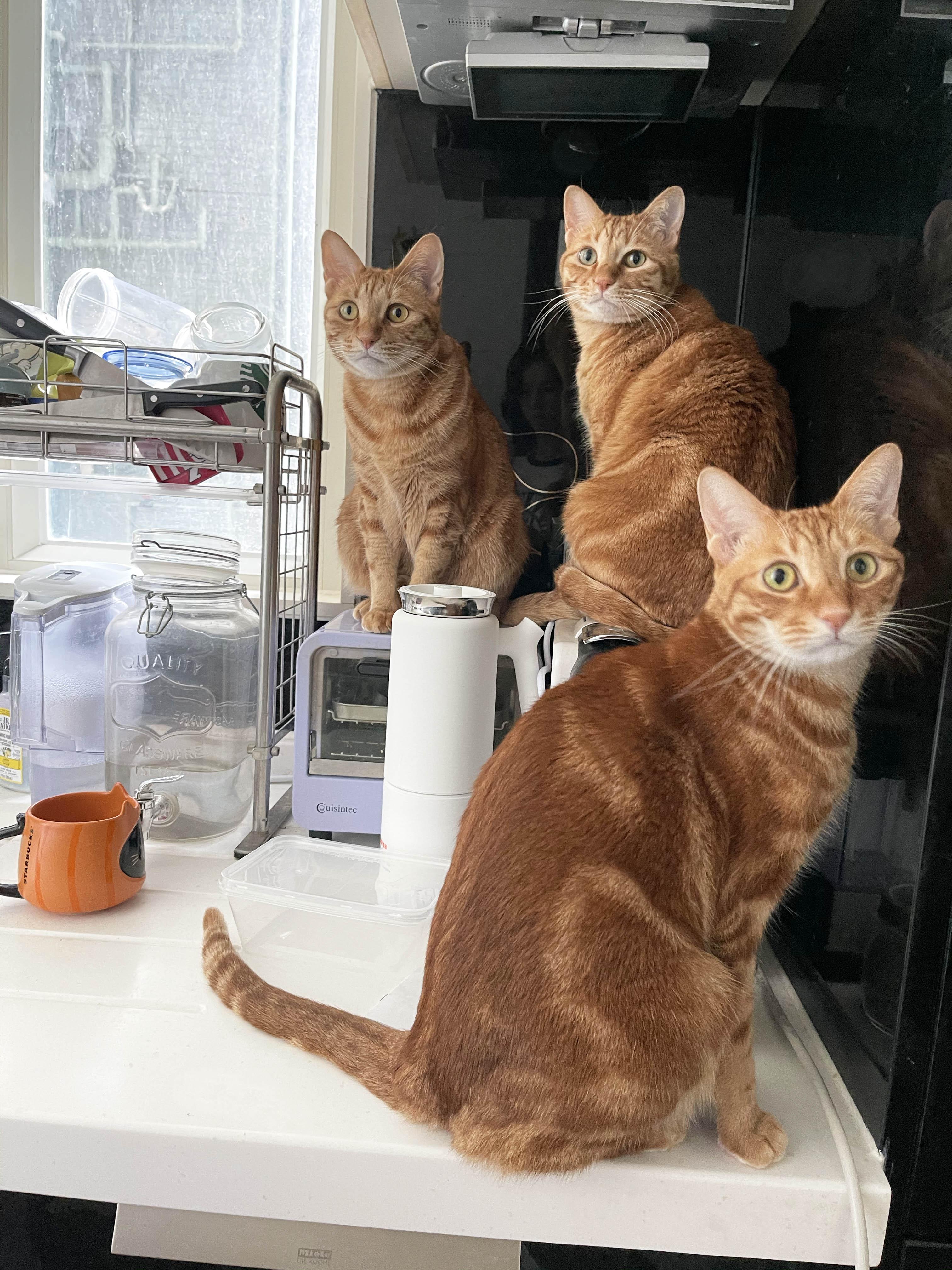 Say hi to my 3 cats! | Scrolller