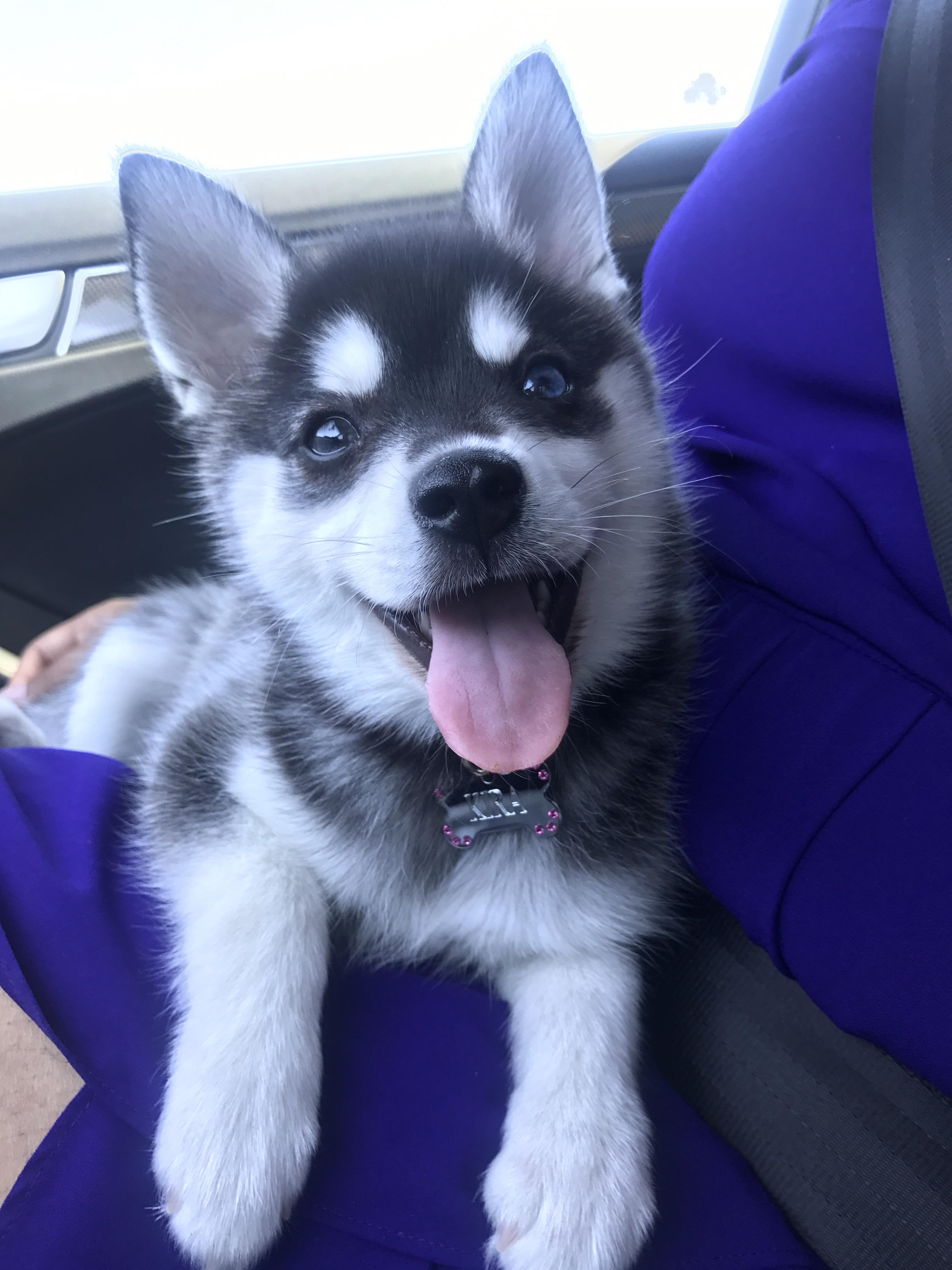 Say Hi to our newest family member, Kira. | Scrolller