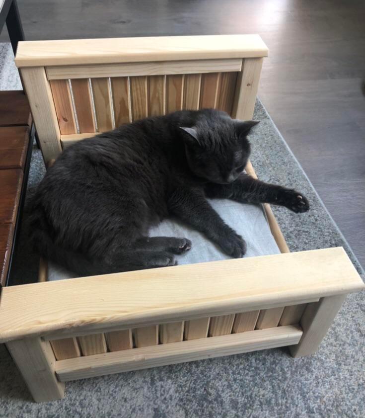 Say hi to Peanut enjoying his DIY cat bed! 🐈‍⬛ | Scrolller