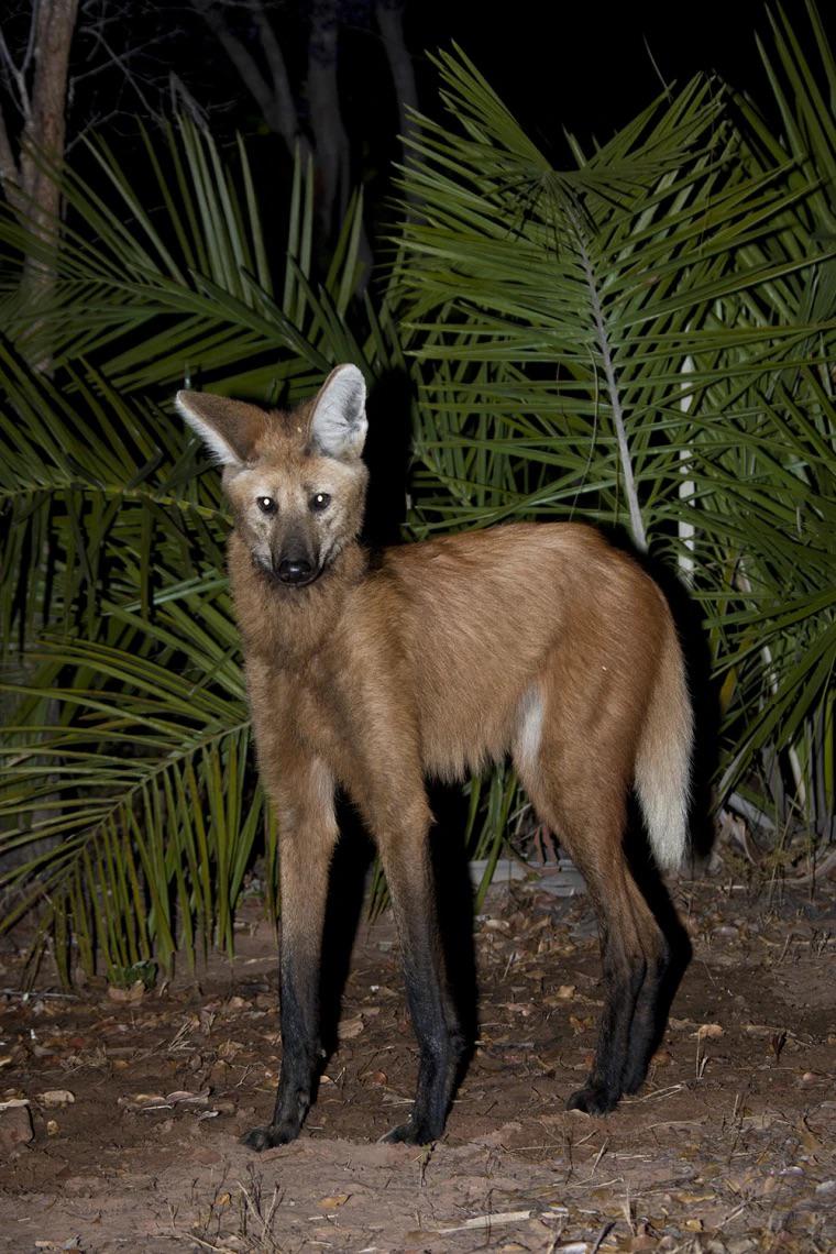 Scary maned wolf | Scrolller