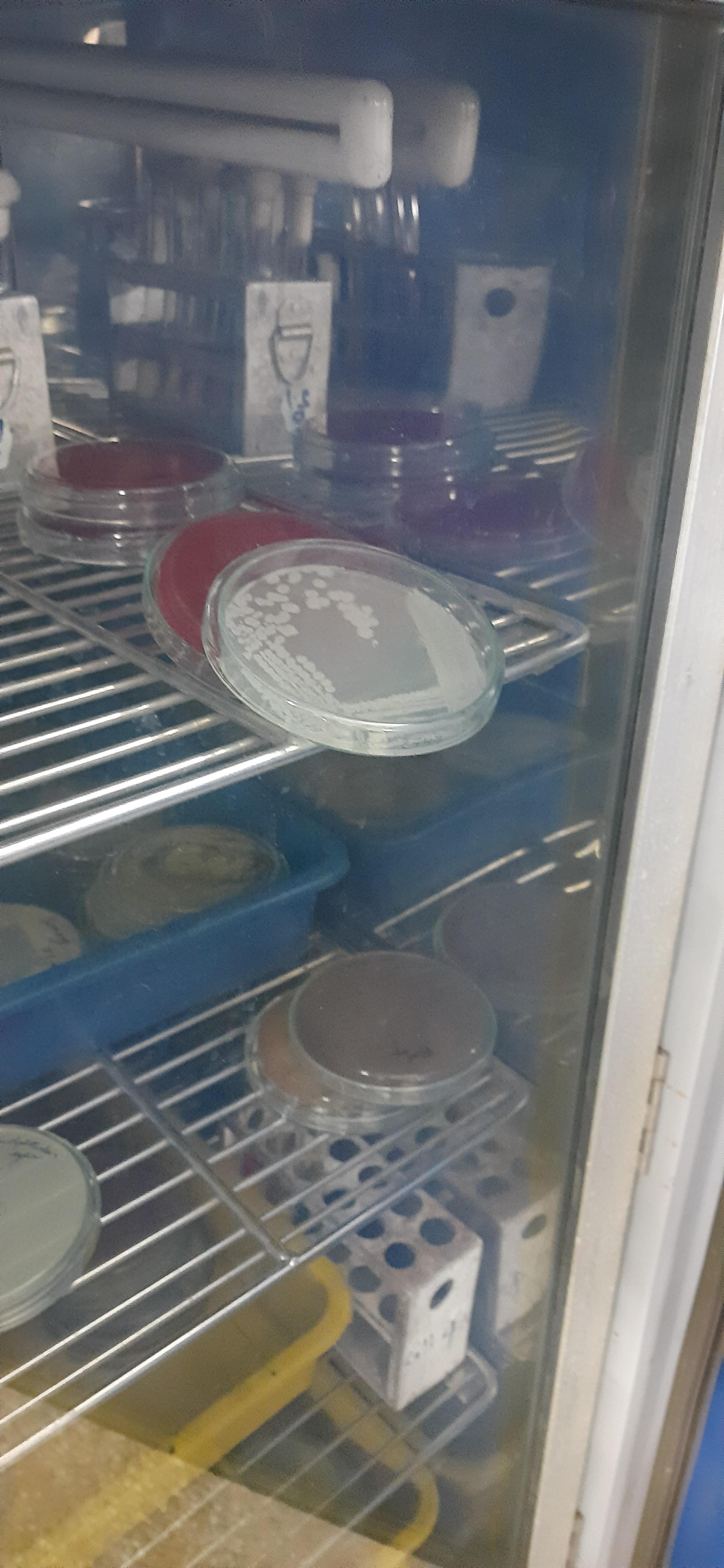 Schrödinger's Plate | Scrolller