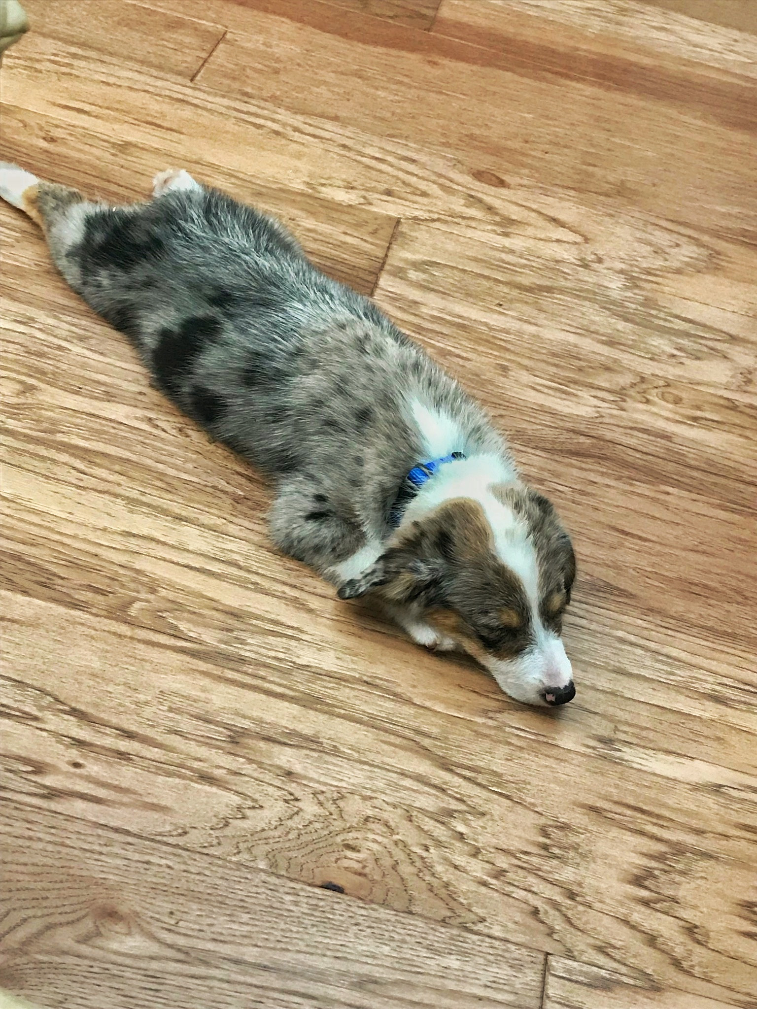 Scout doing her best sploot | Scrolller