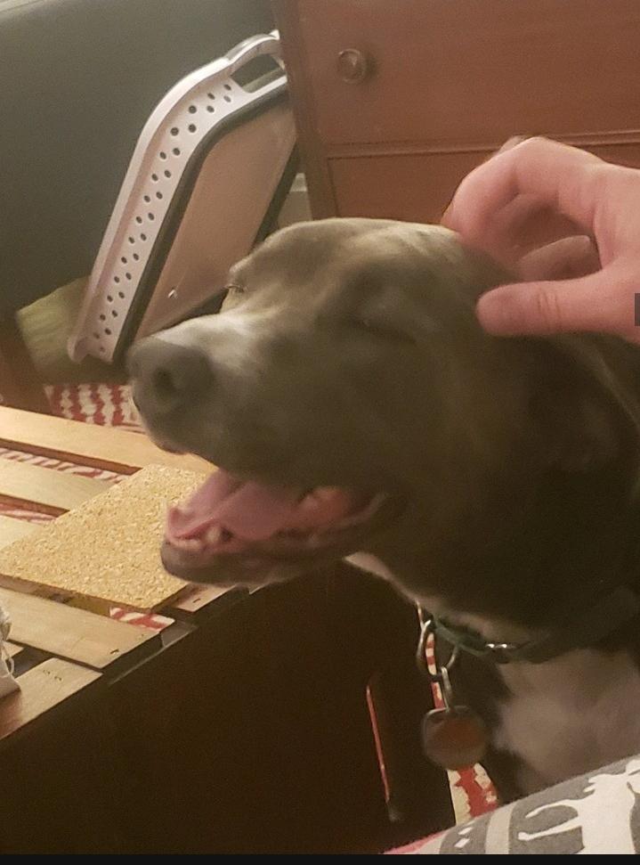 Scratch them head gud hooman | Scrolller