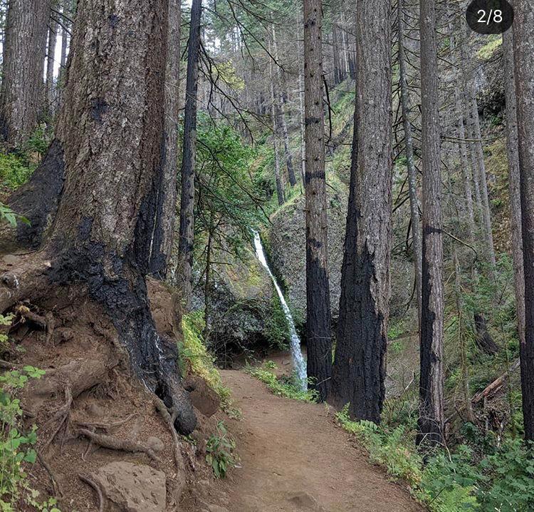 Scrolling through IG I came across some black trees | Scrolller