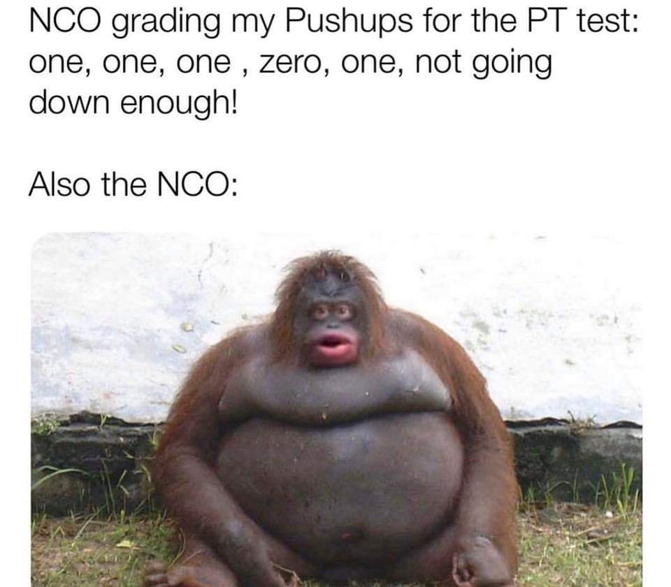 SCS - Big Chungus | Scrolller