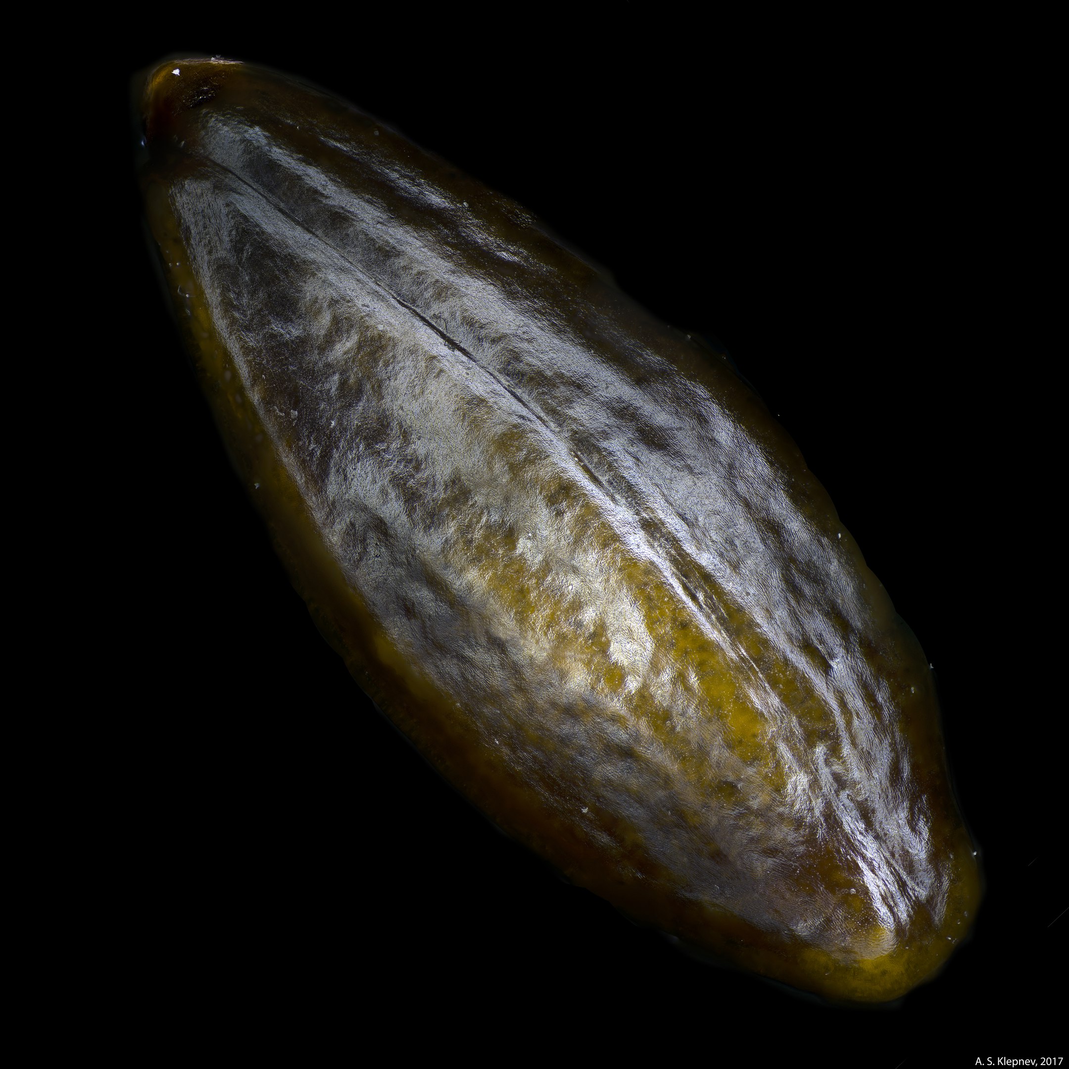 Sea buckthorn seeds | Scrolller