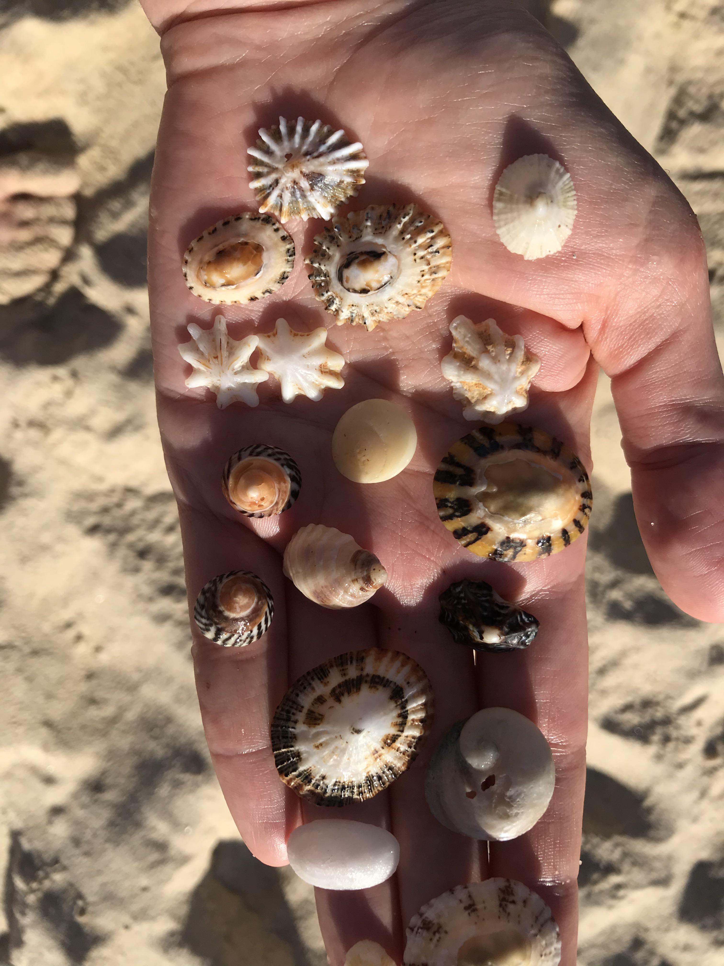 Sea shells from the sea shore | Scrolller