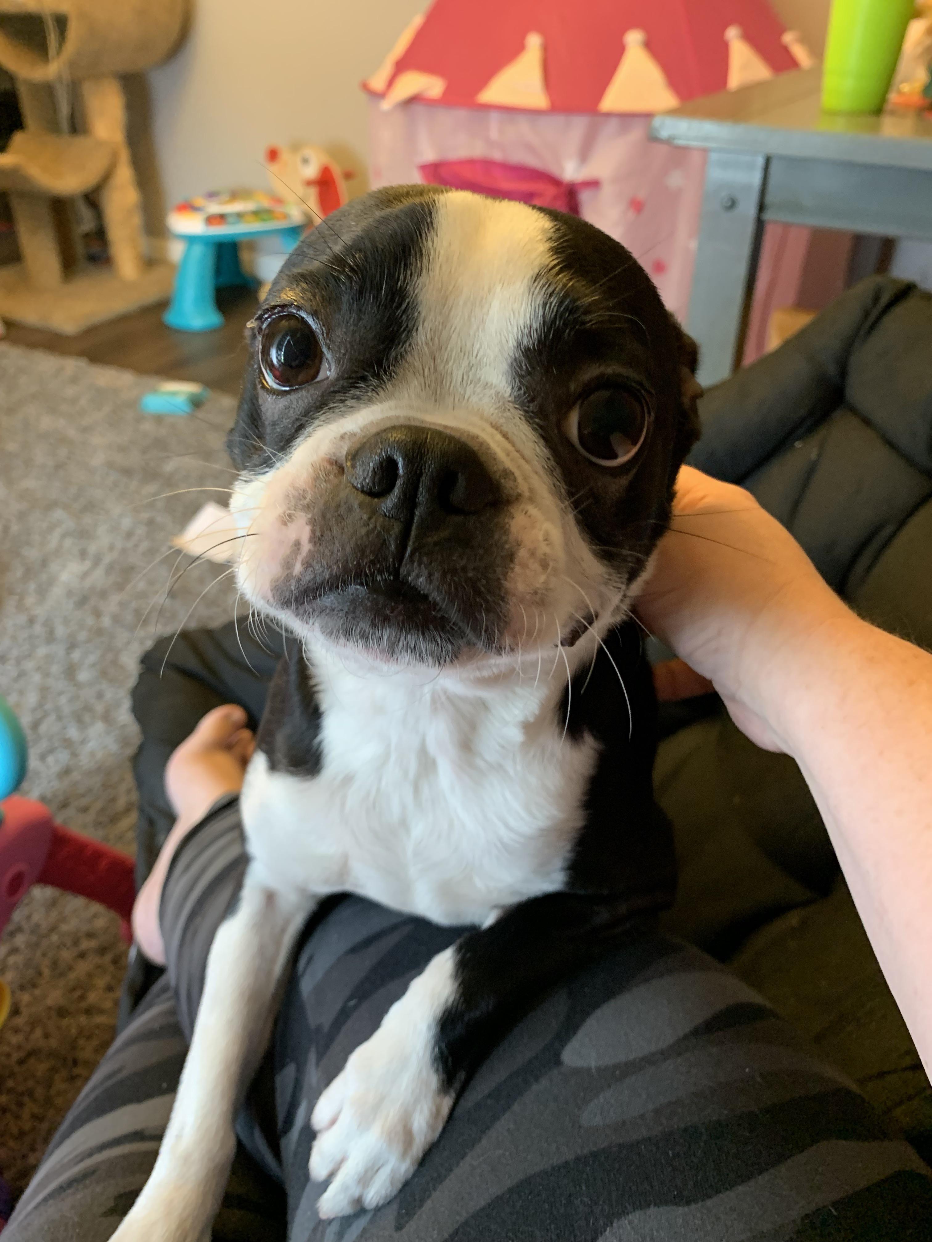 Seal mode activated for pets | Scrolller