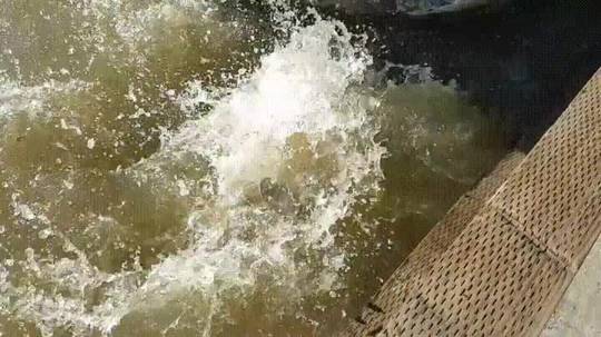 Seal saves girl from drowning | Scrolller