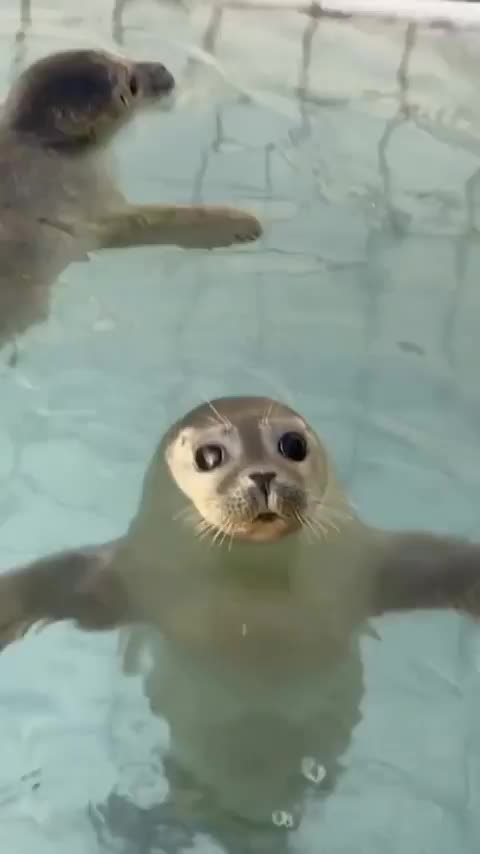 Seal winking | Scrolller