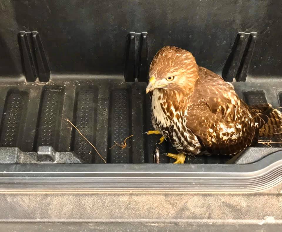 Secure Transport of an Injured Red Tailed Hawk | Scrolller