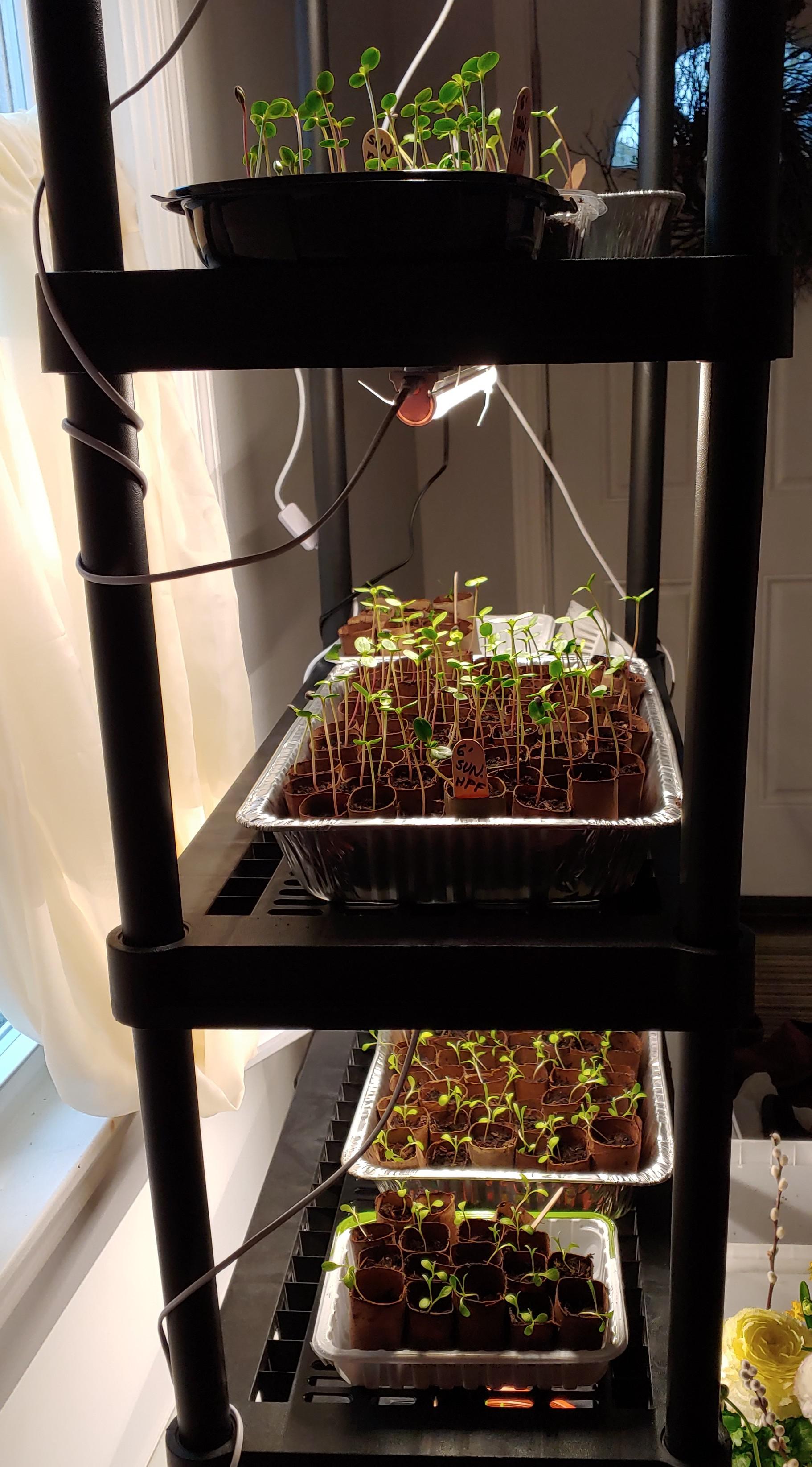 Seed starting. Seeds saved from last year. Transplanted into tp tubes. | Scrolller