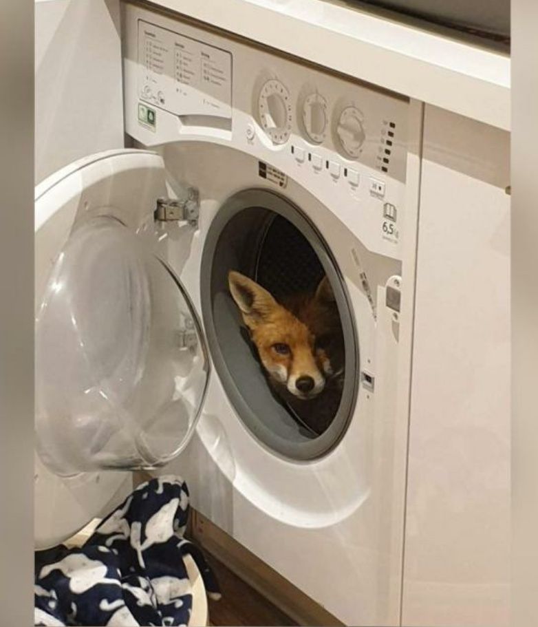 Seems like the Fox pulled up a Sneaky in the washer | Scrolller