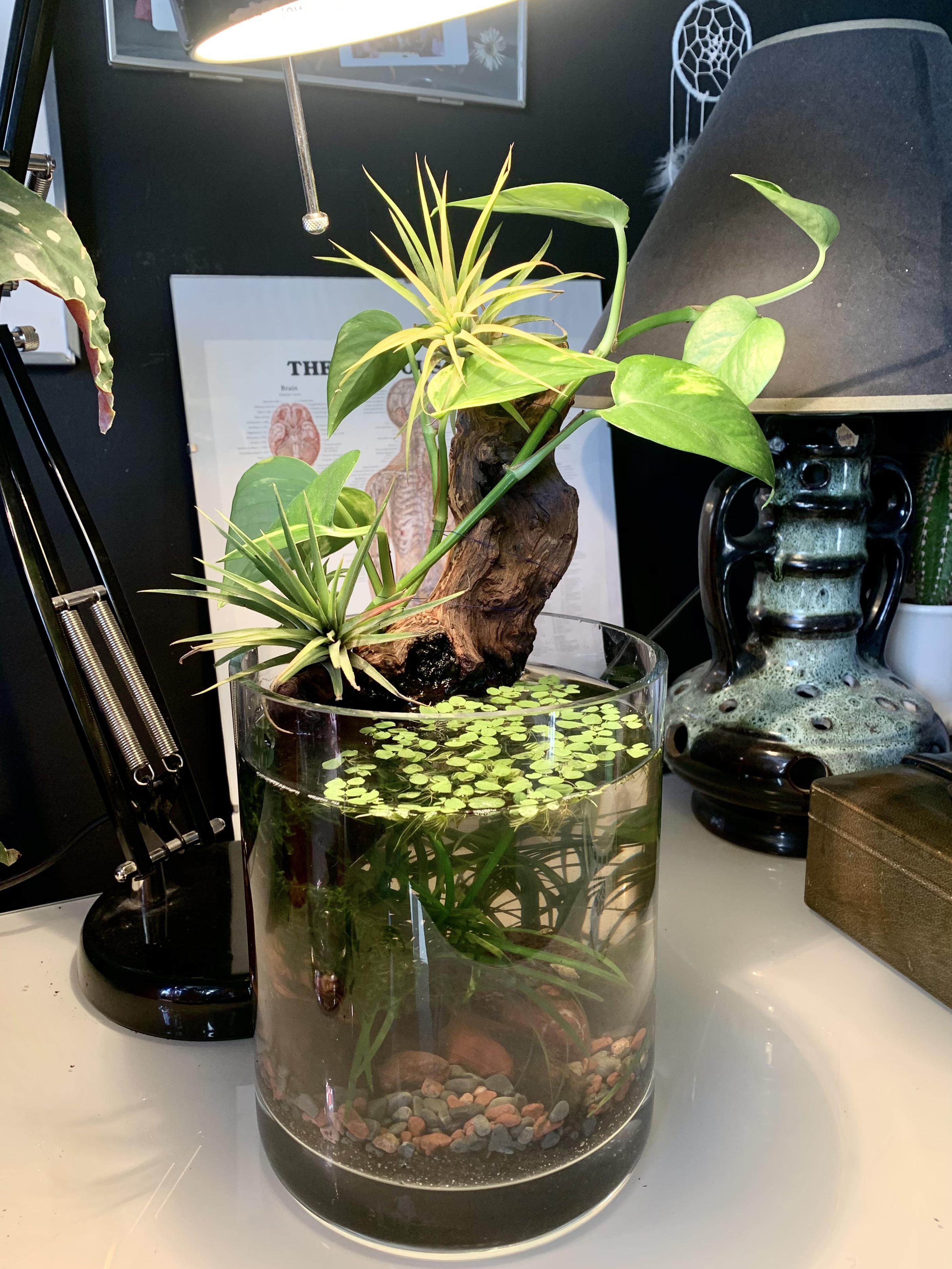 Set up my first mini Walstad! | Scrolller