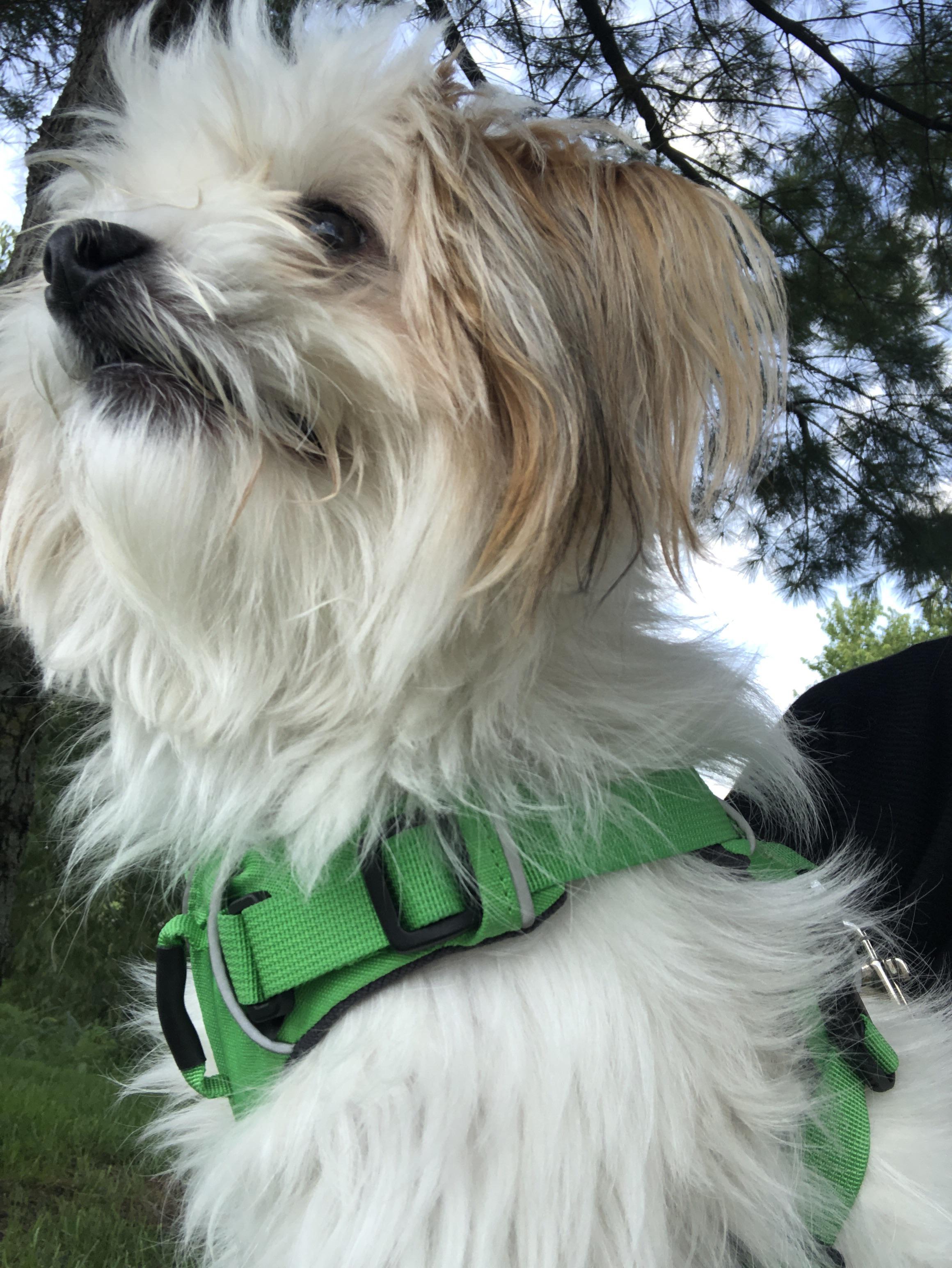 Shaggy Teddy. | Scrolller