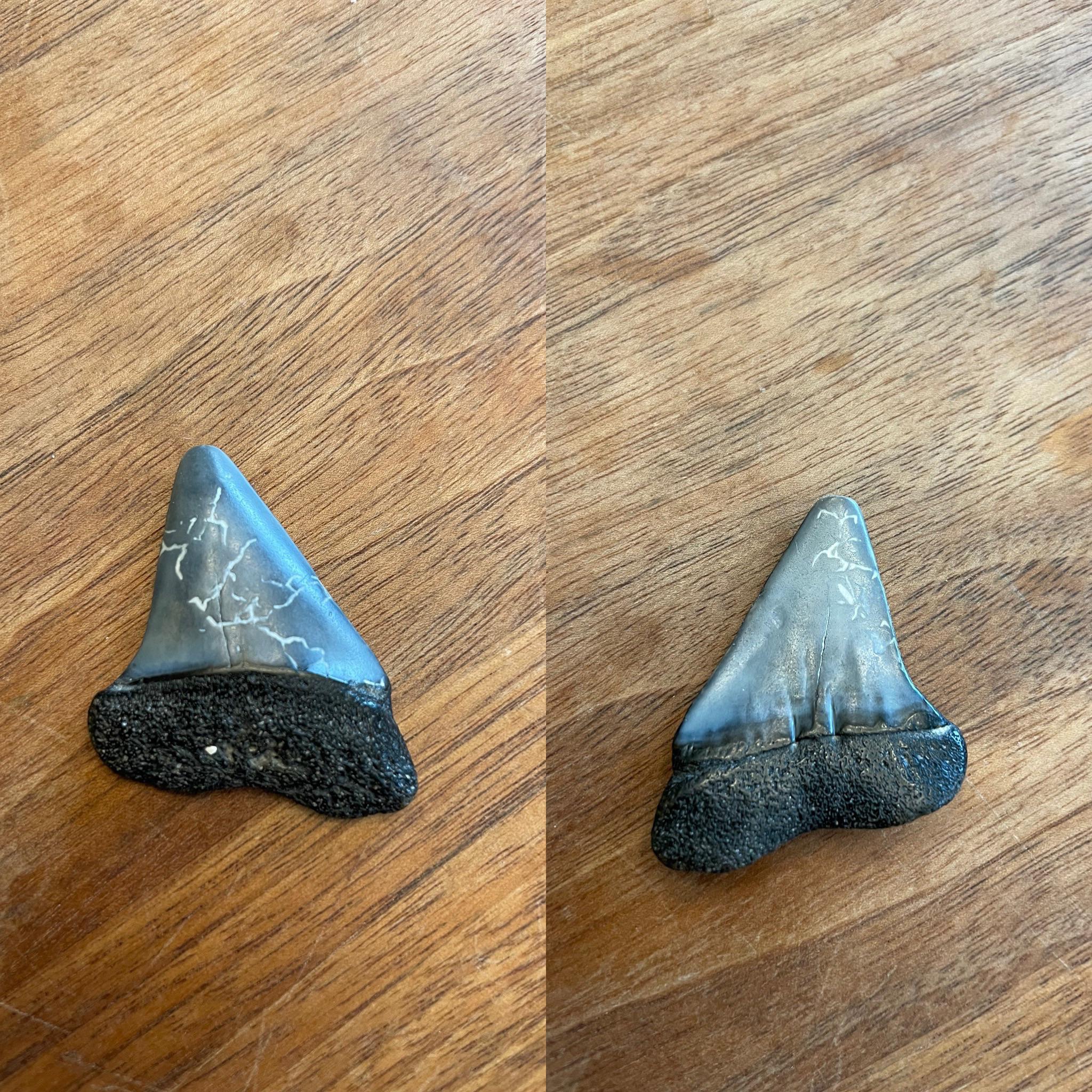 Shark tooth identification | Scrolller