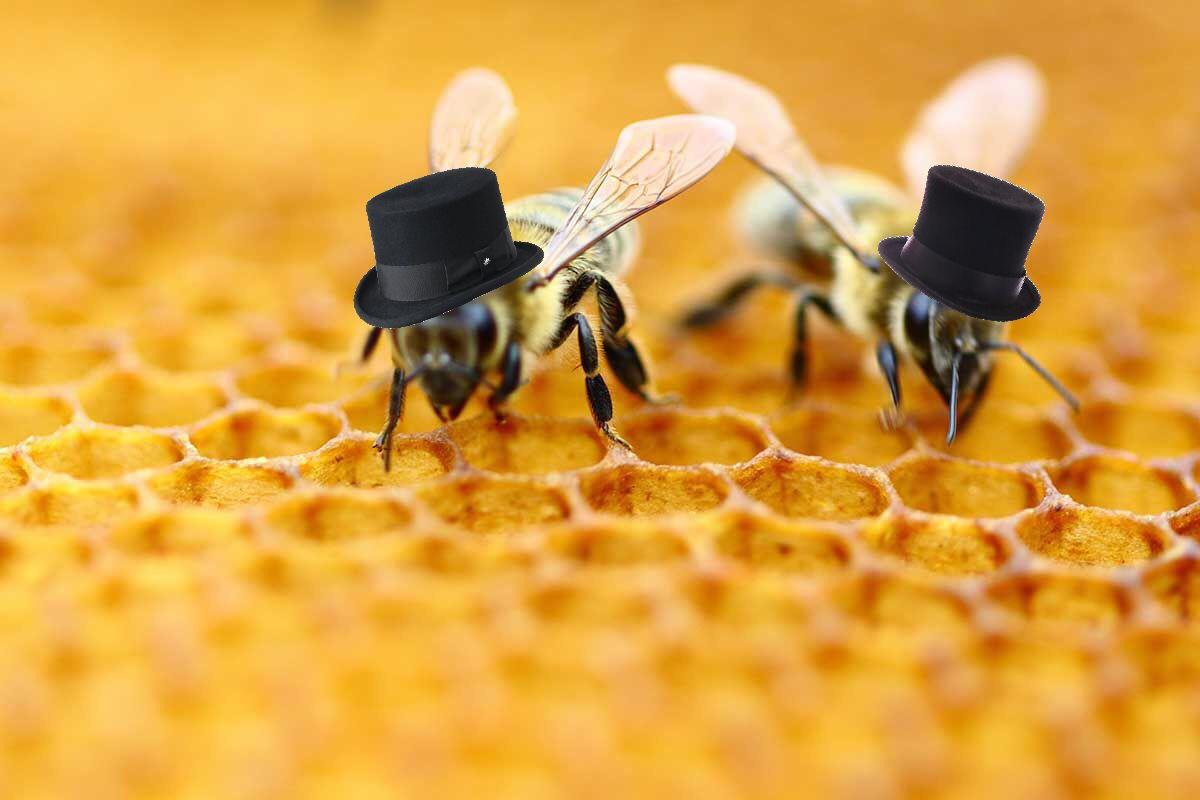 Sharp looking bees! | Scrolller